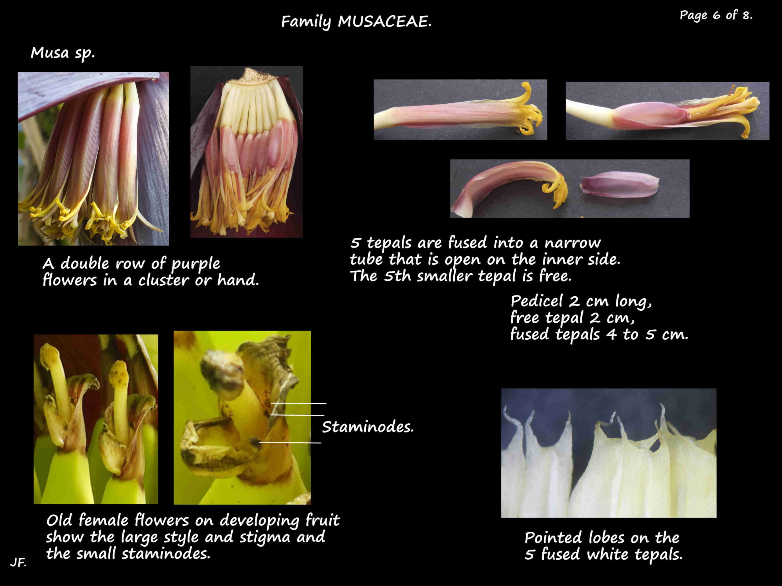 Musa - Botany Brisbane