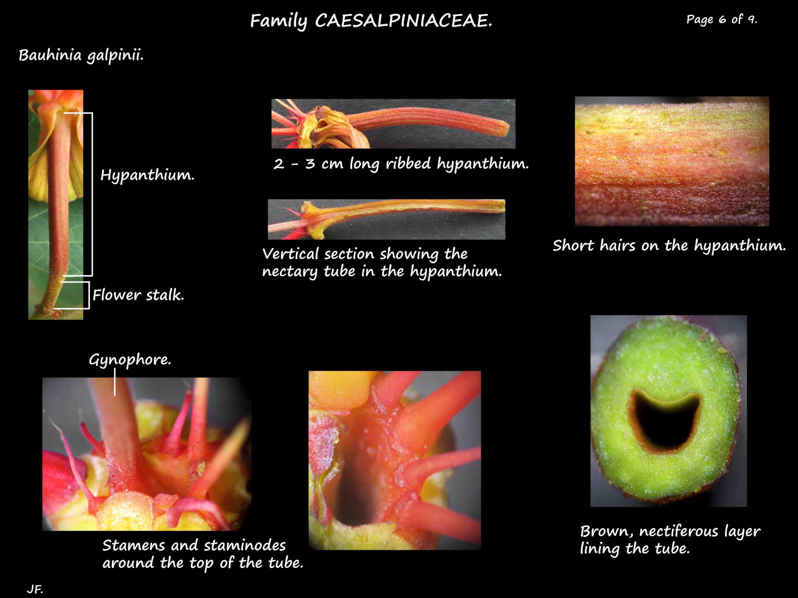 Bauhinia galpinii - Botany Brisbane