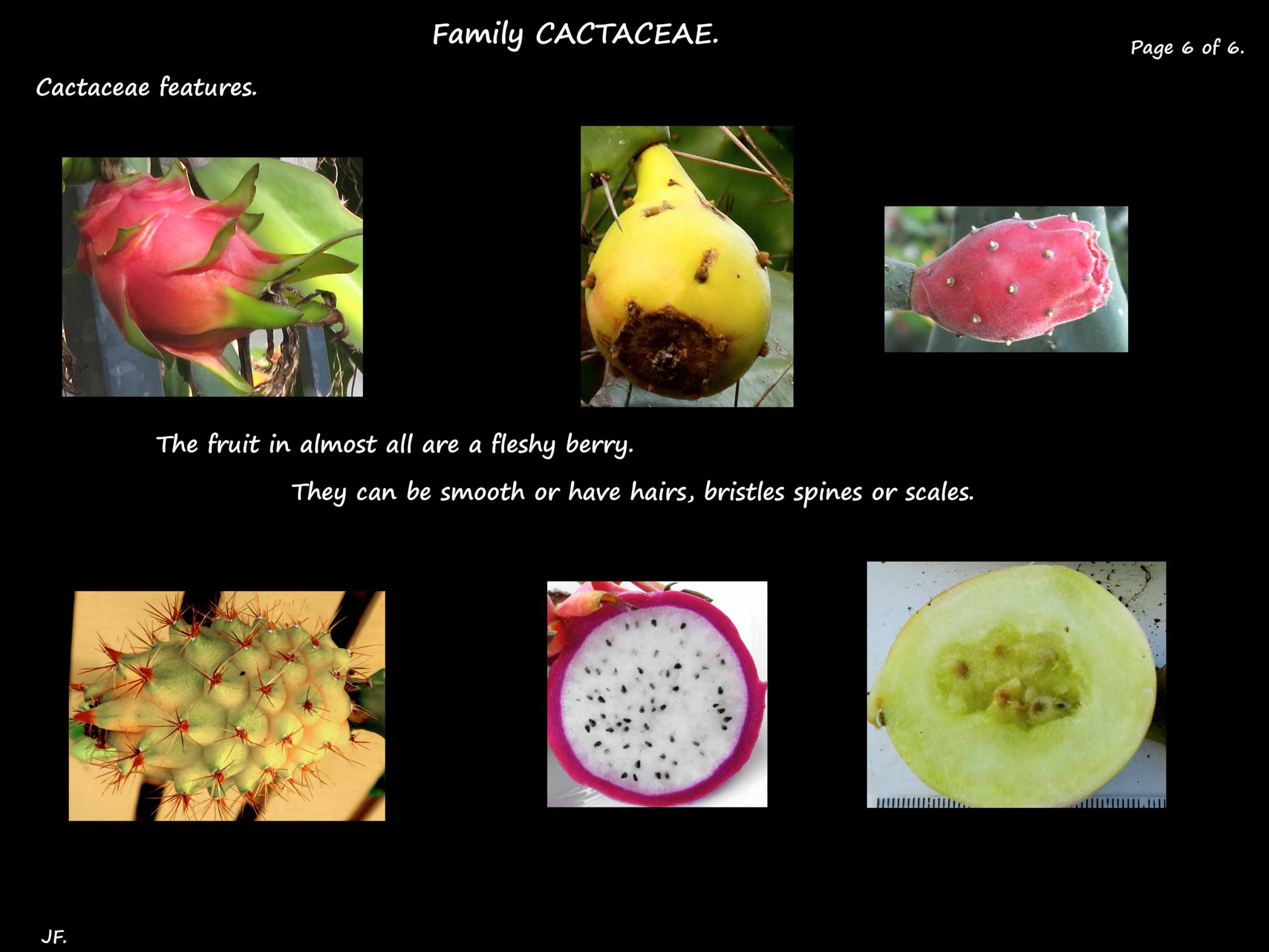 Cactaceae - Botany Brisbane