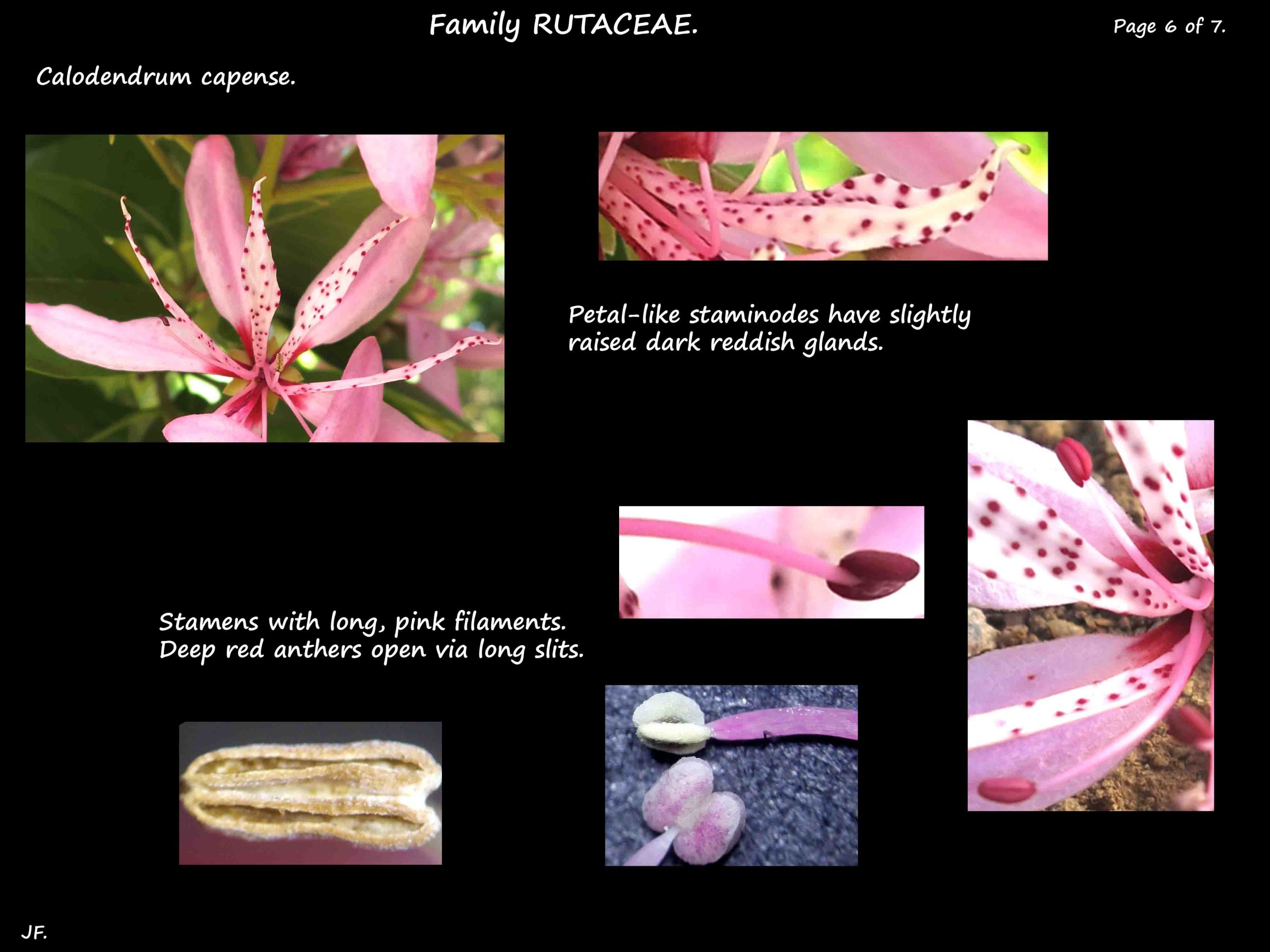 Calodendrum capense - Botany Brisbane