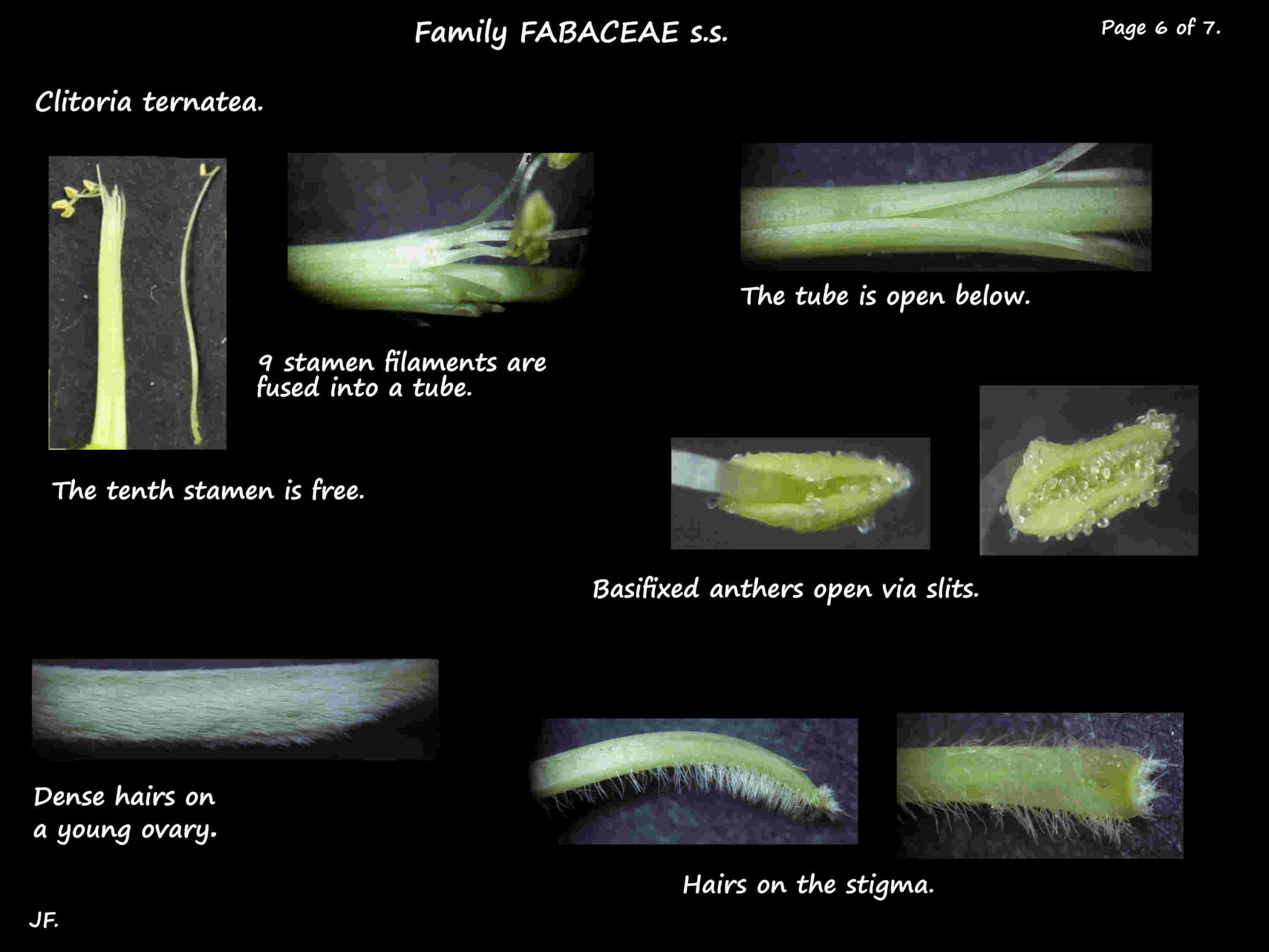 Clitoria ternatea - Botany Brisbane