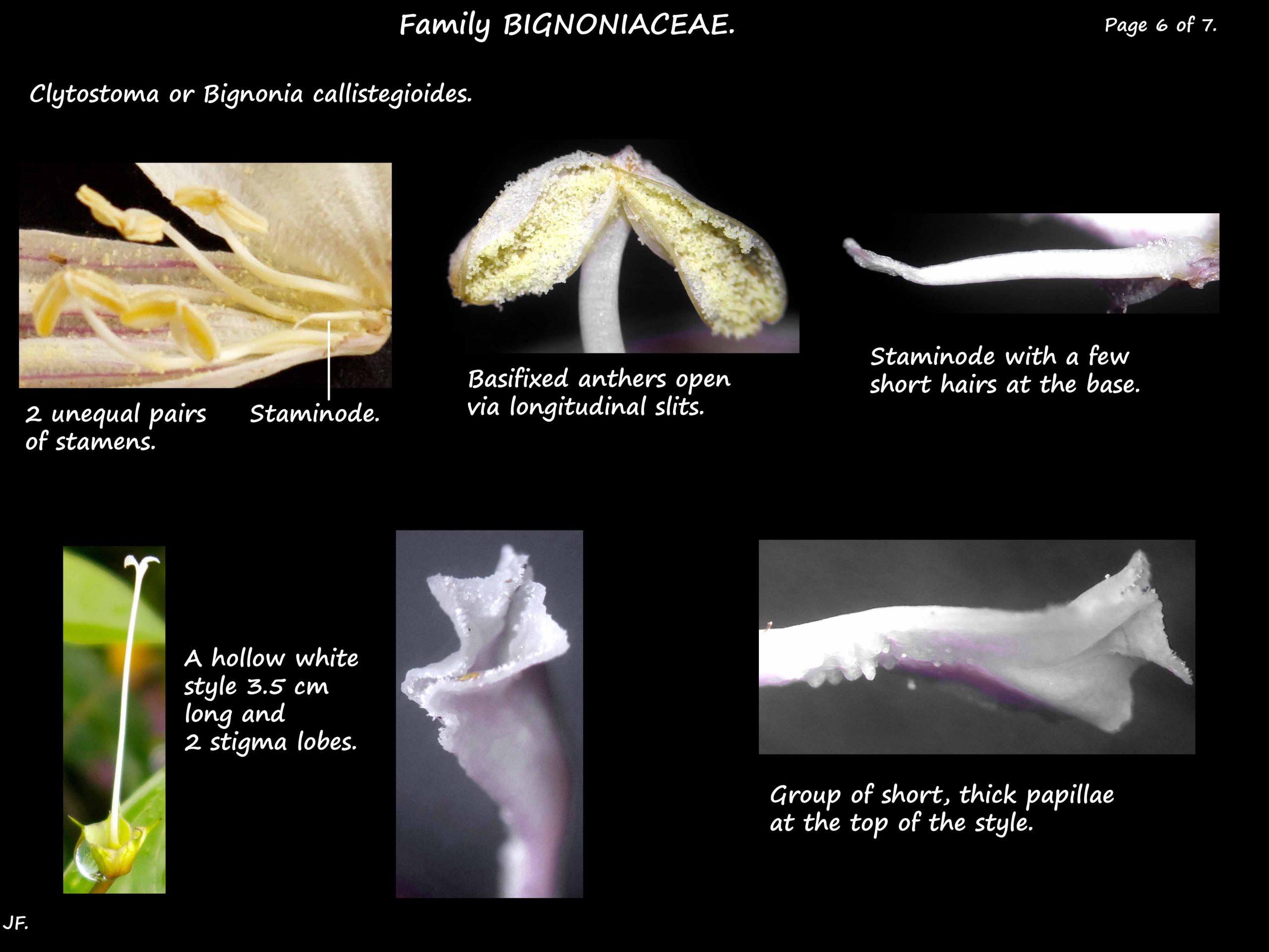 Clytostoma callistegioides - Botany Brisbane