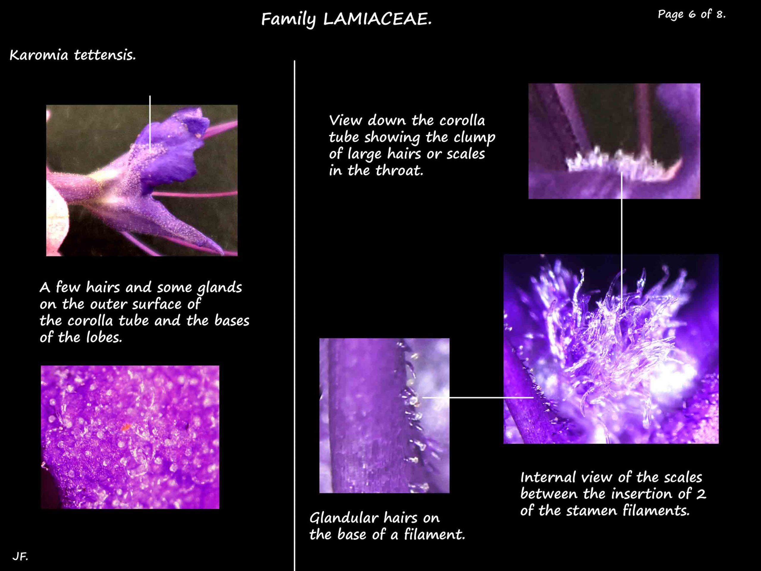 Karomia tettensis - Botany Brisbane