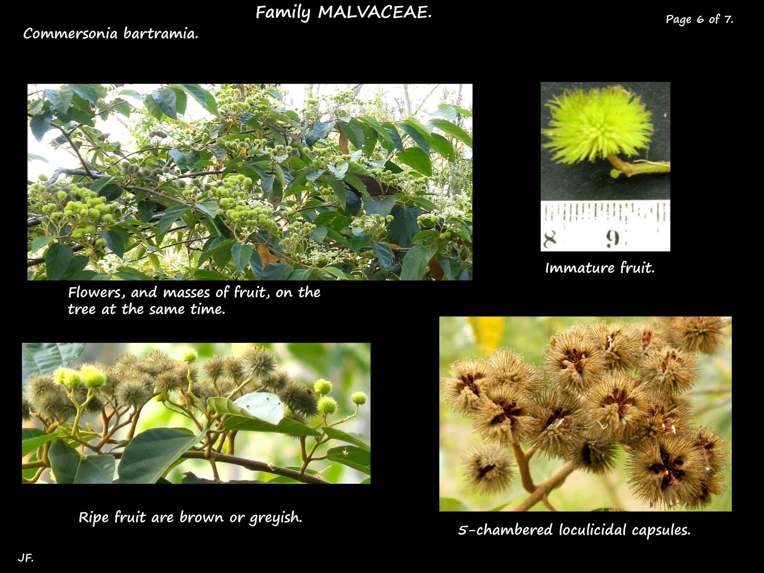 Commersonia bartramia - Botany Brisbane