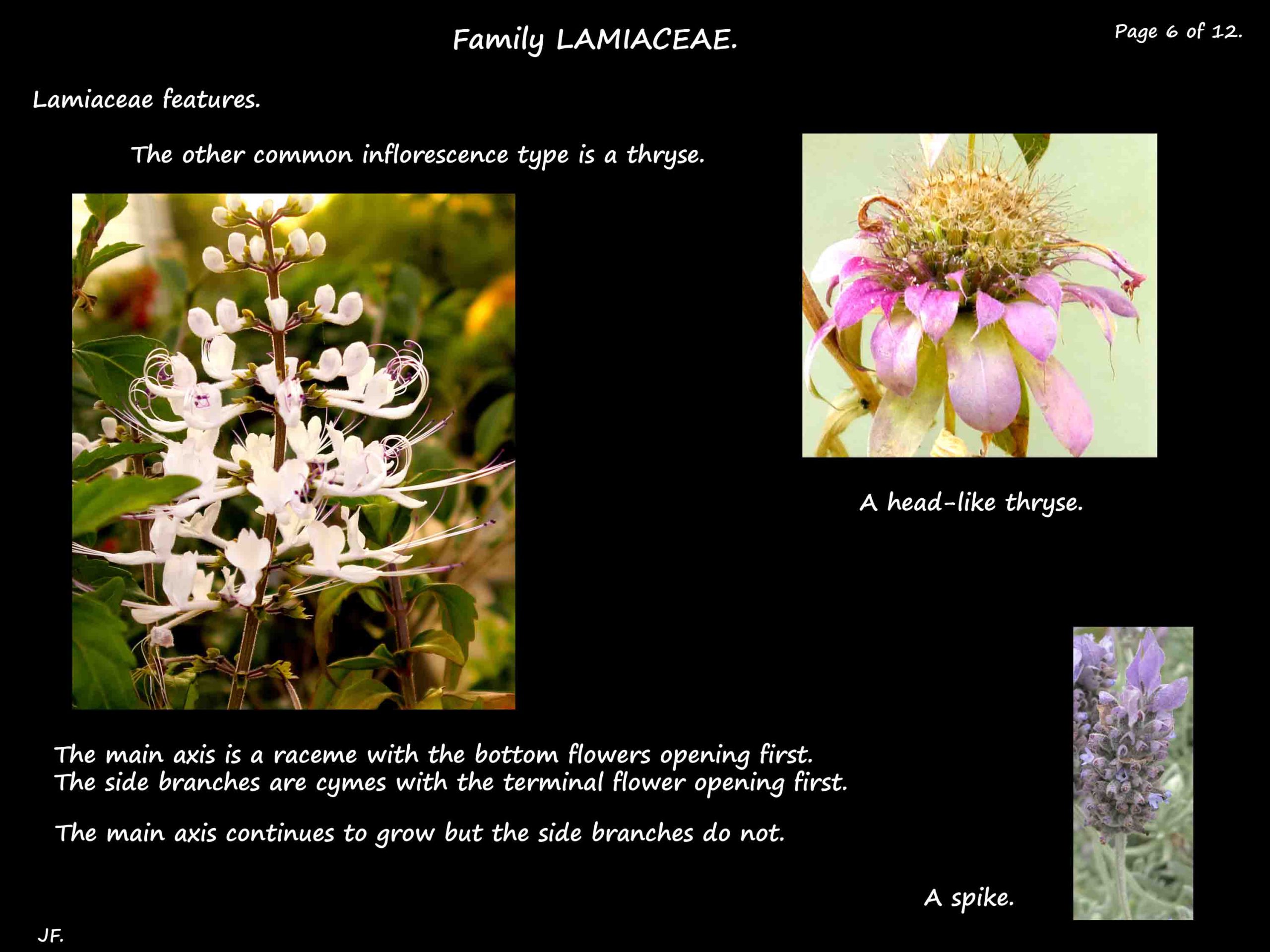 Lamiaceae - Botany Brisbane