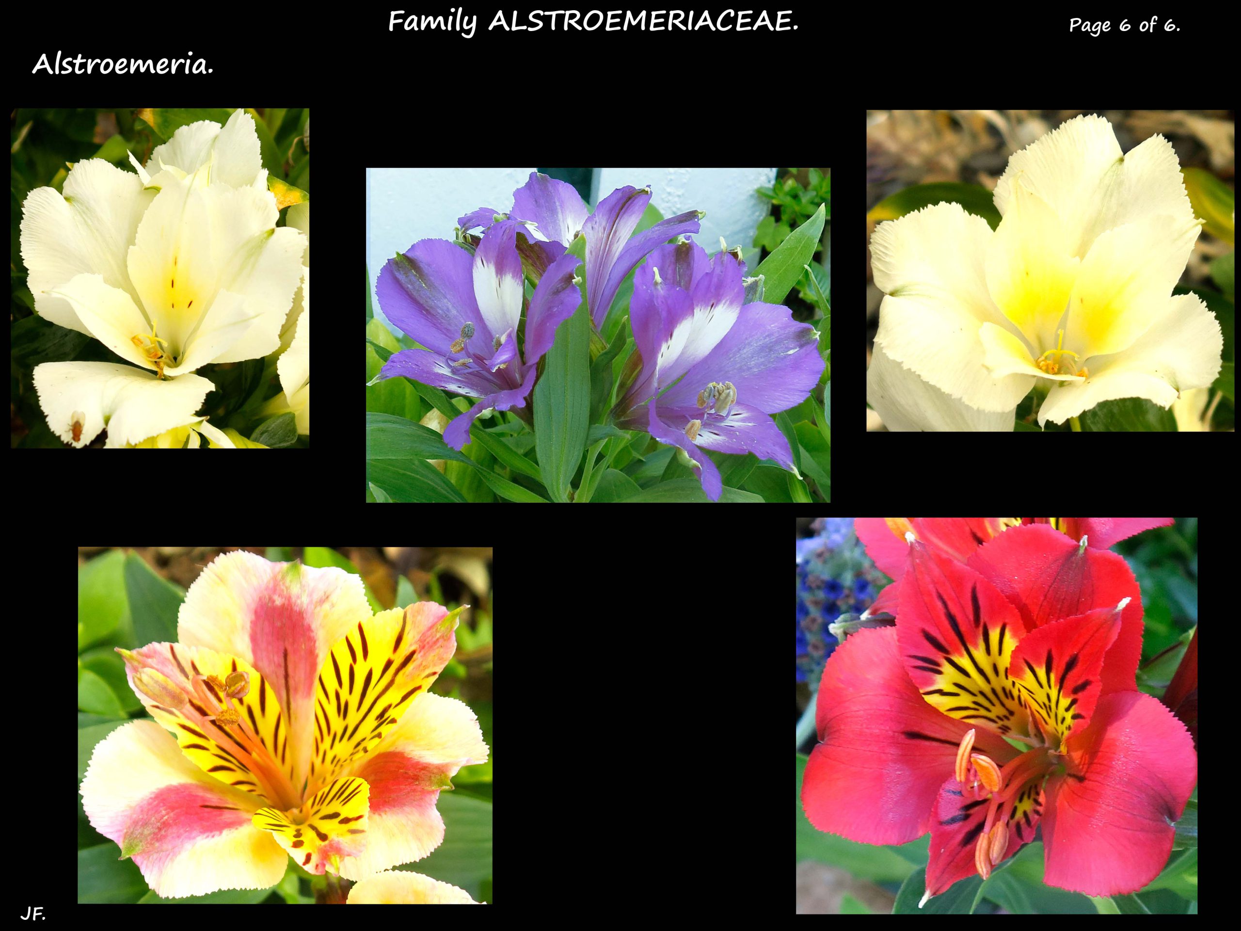 Alstroemeriaceae - Botany Brisbane