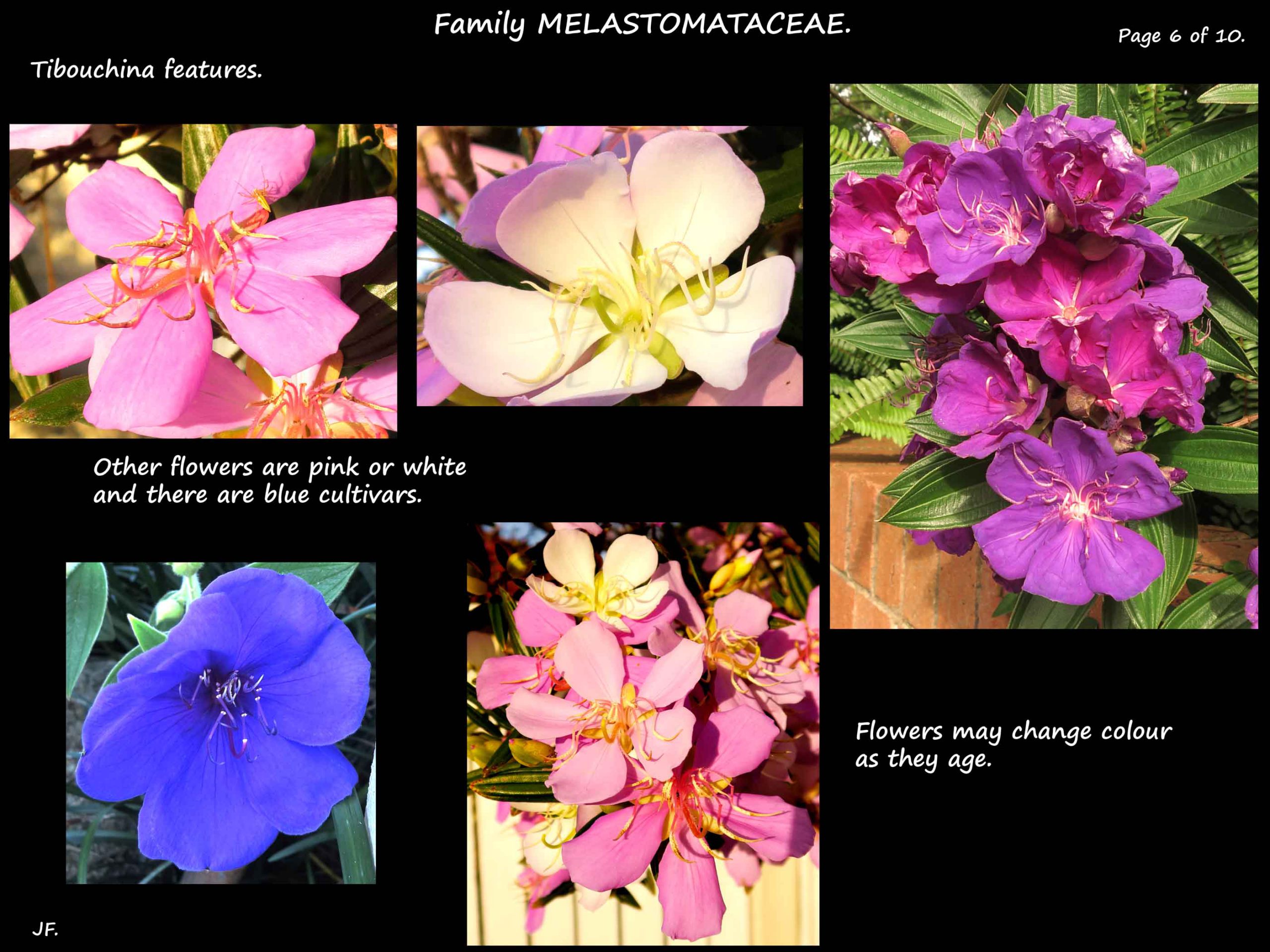 Tibouchina - Botany Brisbane