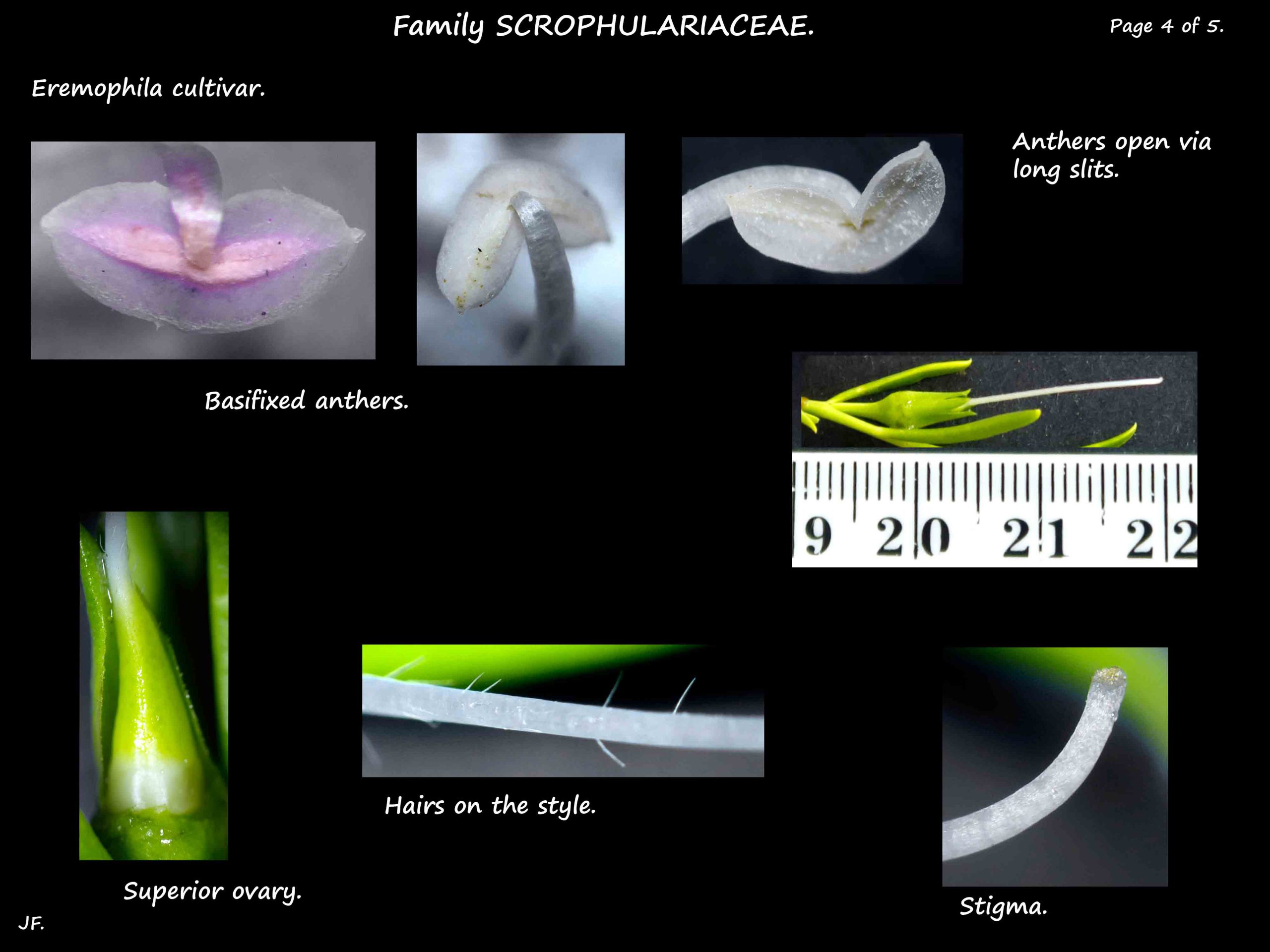 Eremophila bignoniiflora - Botany Brisbane