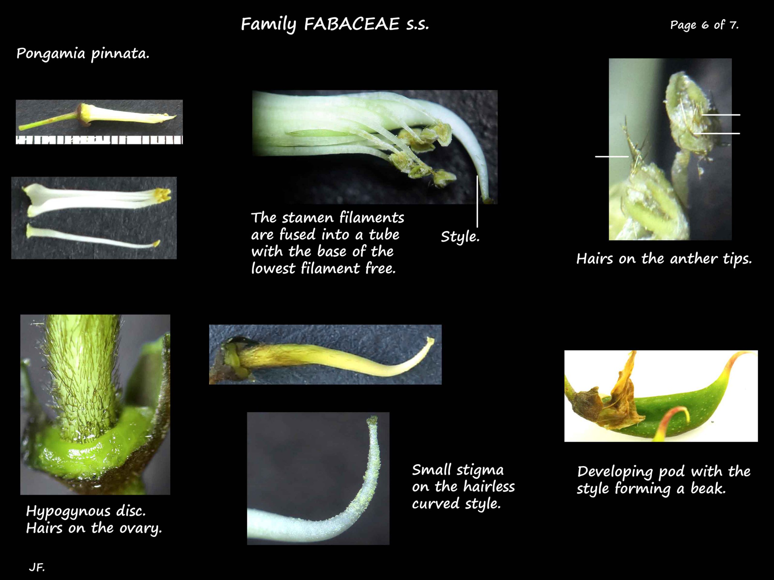 Pongamia pinnata - Botany Brisbane