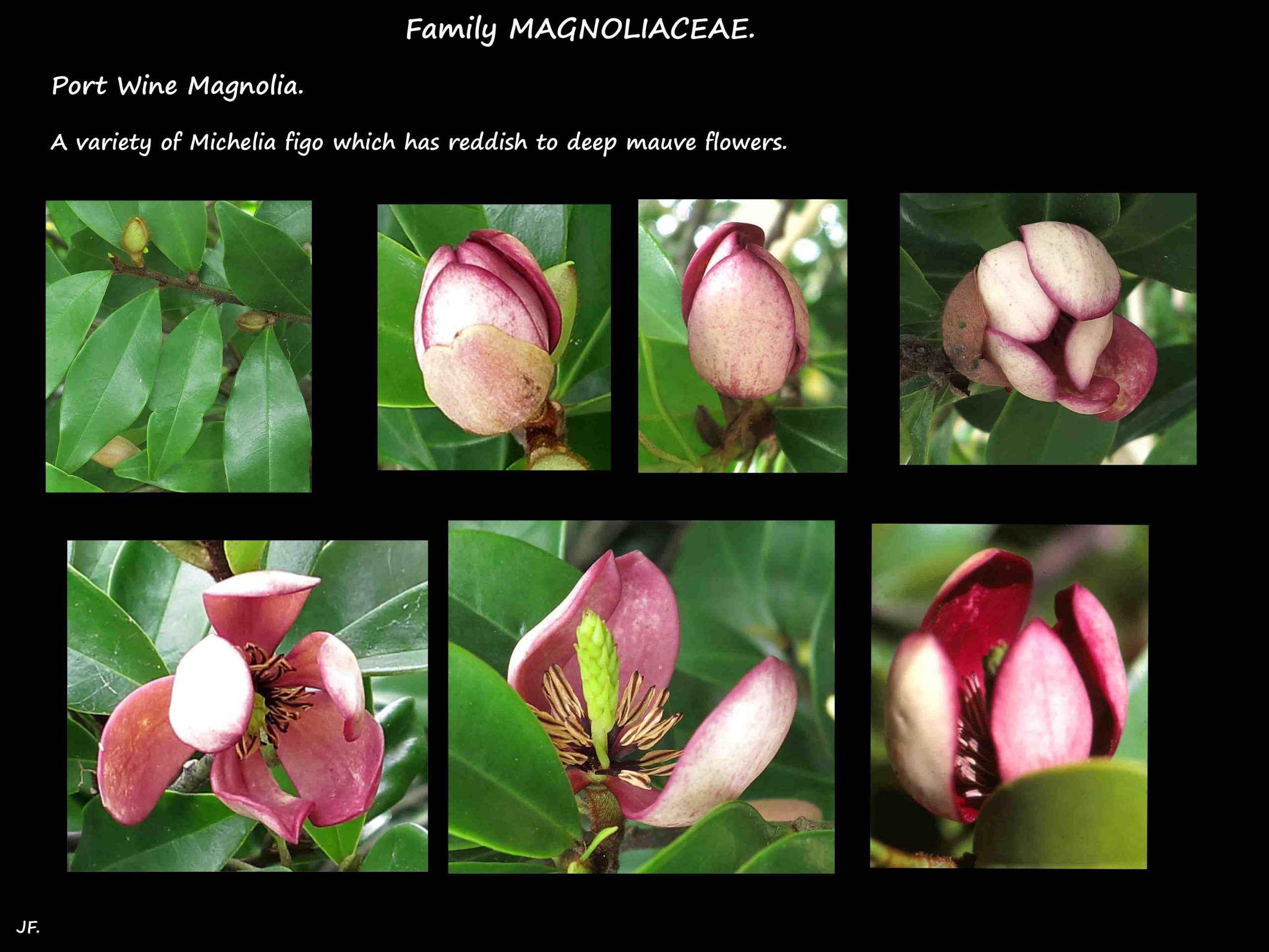 Michelia figo - Botany Brisbane
