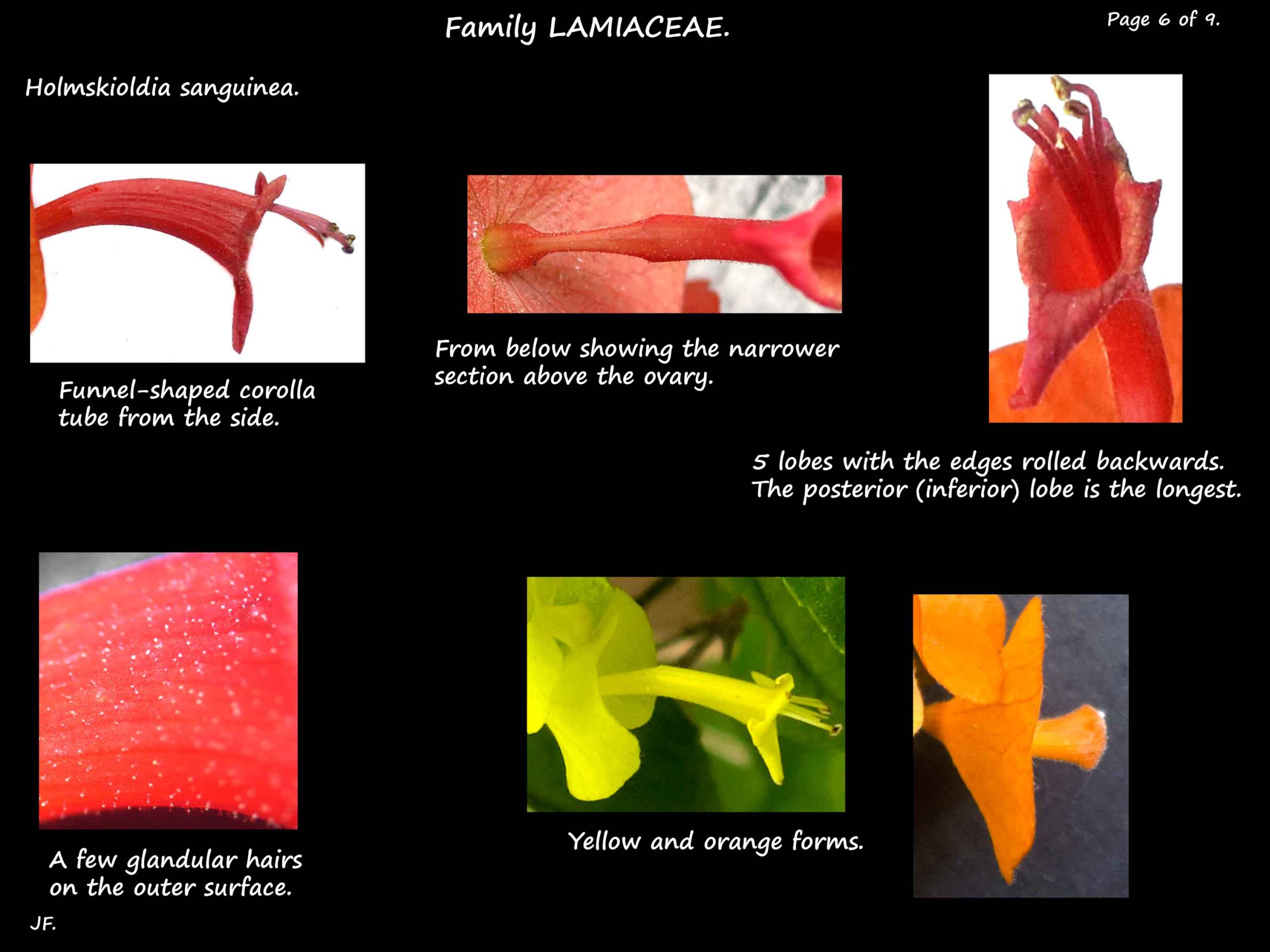 Holmskioldia sanguinea - Botany Brisbane