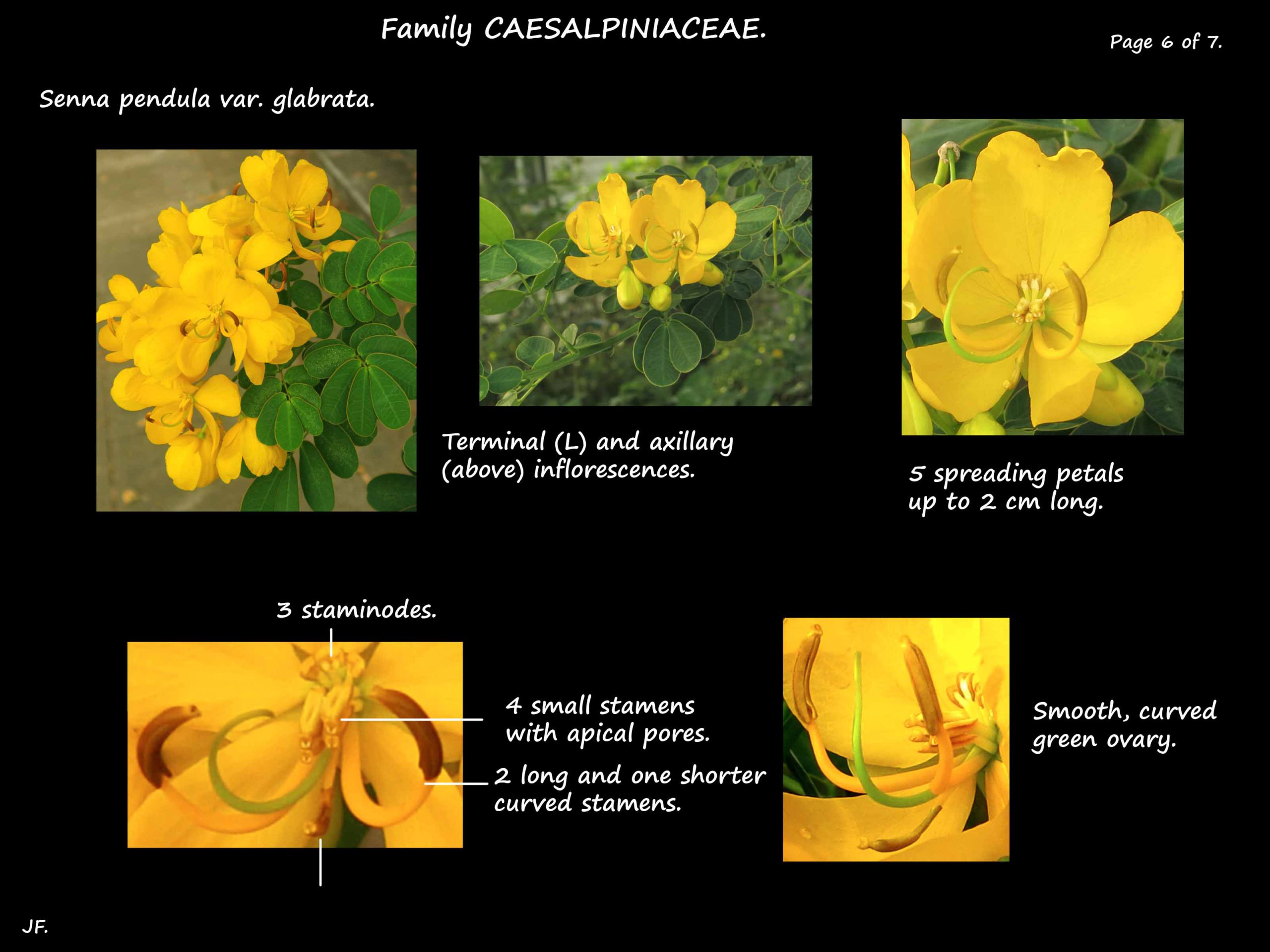 Senna pendula - Botany Brisbane