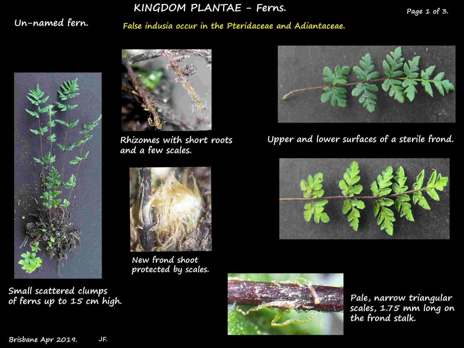 List of ferns featured - Botany Brisbane