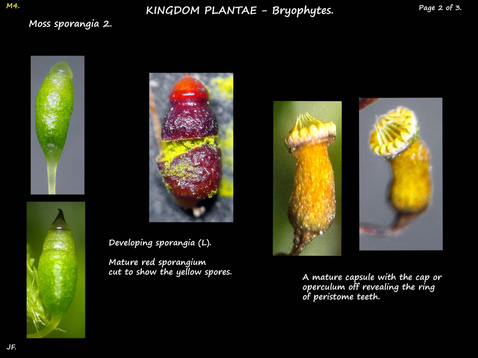 Mosses, liverworts & moss reproduction - Botany Brisbane