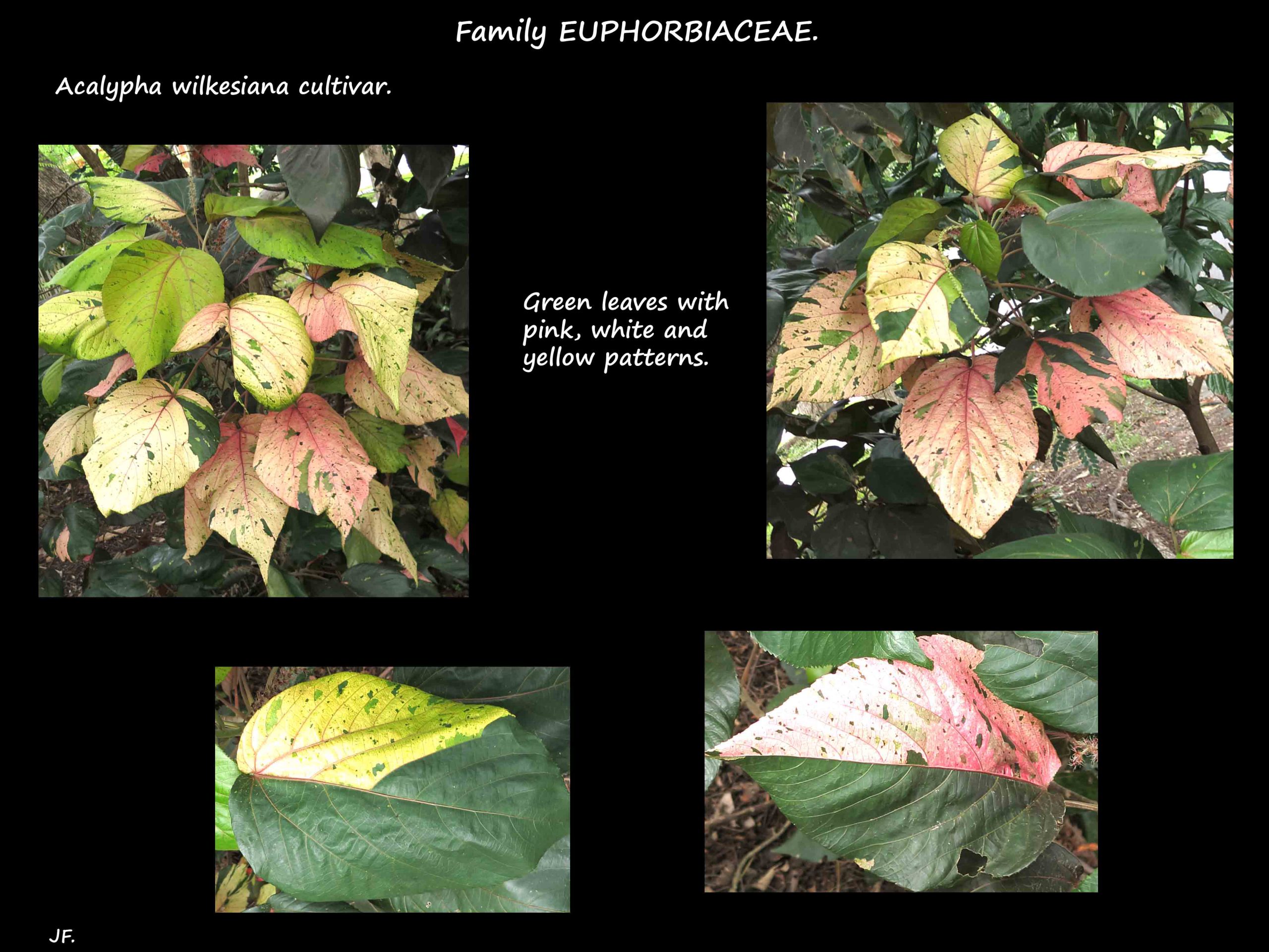 Acalypha wilkesiana - Botany Brisbane