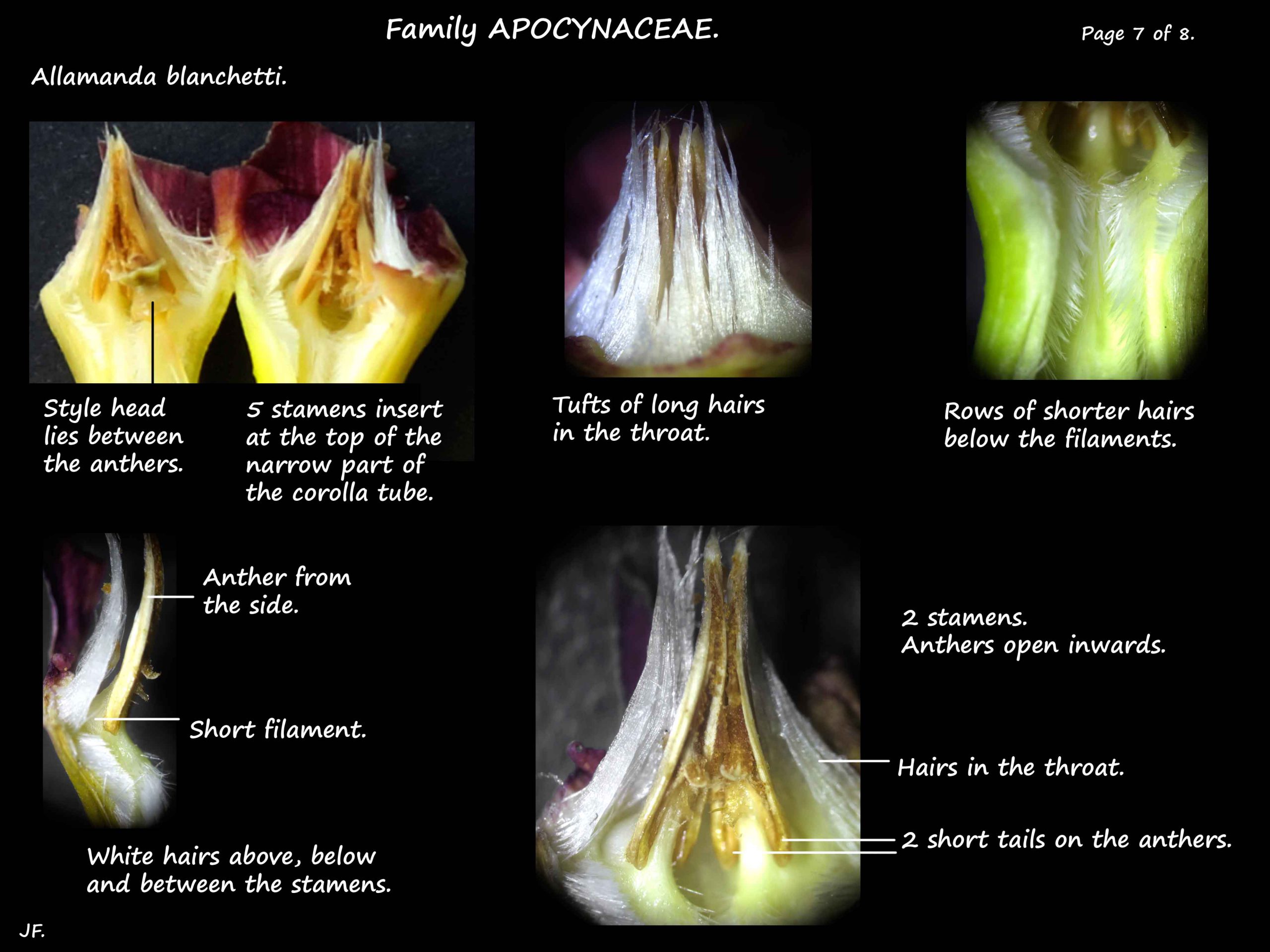 Allamanda blanchetti - Botany Brisbane