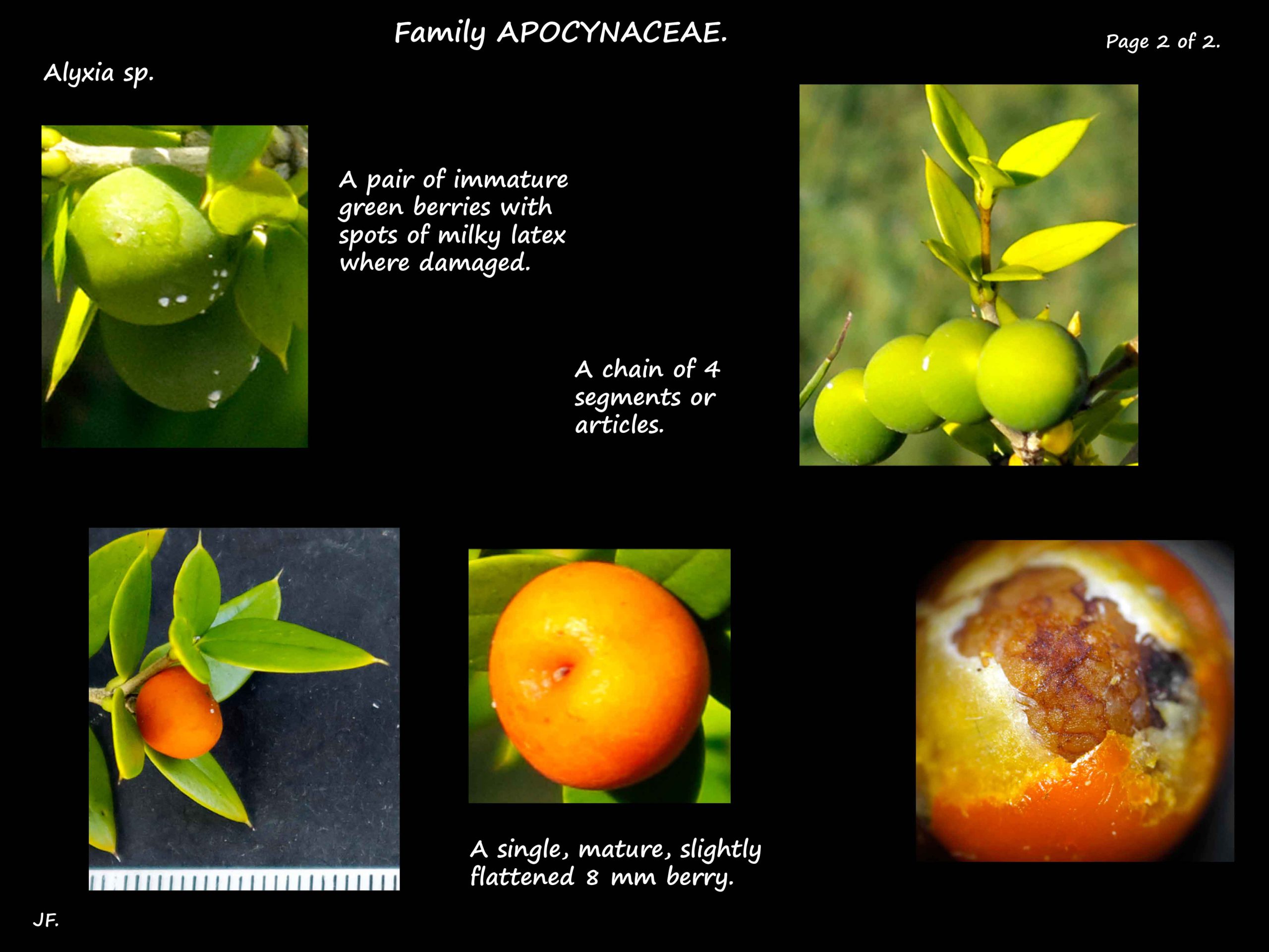 Alexia ruscifolia - Botany Brisbane