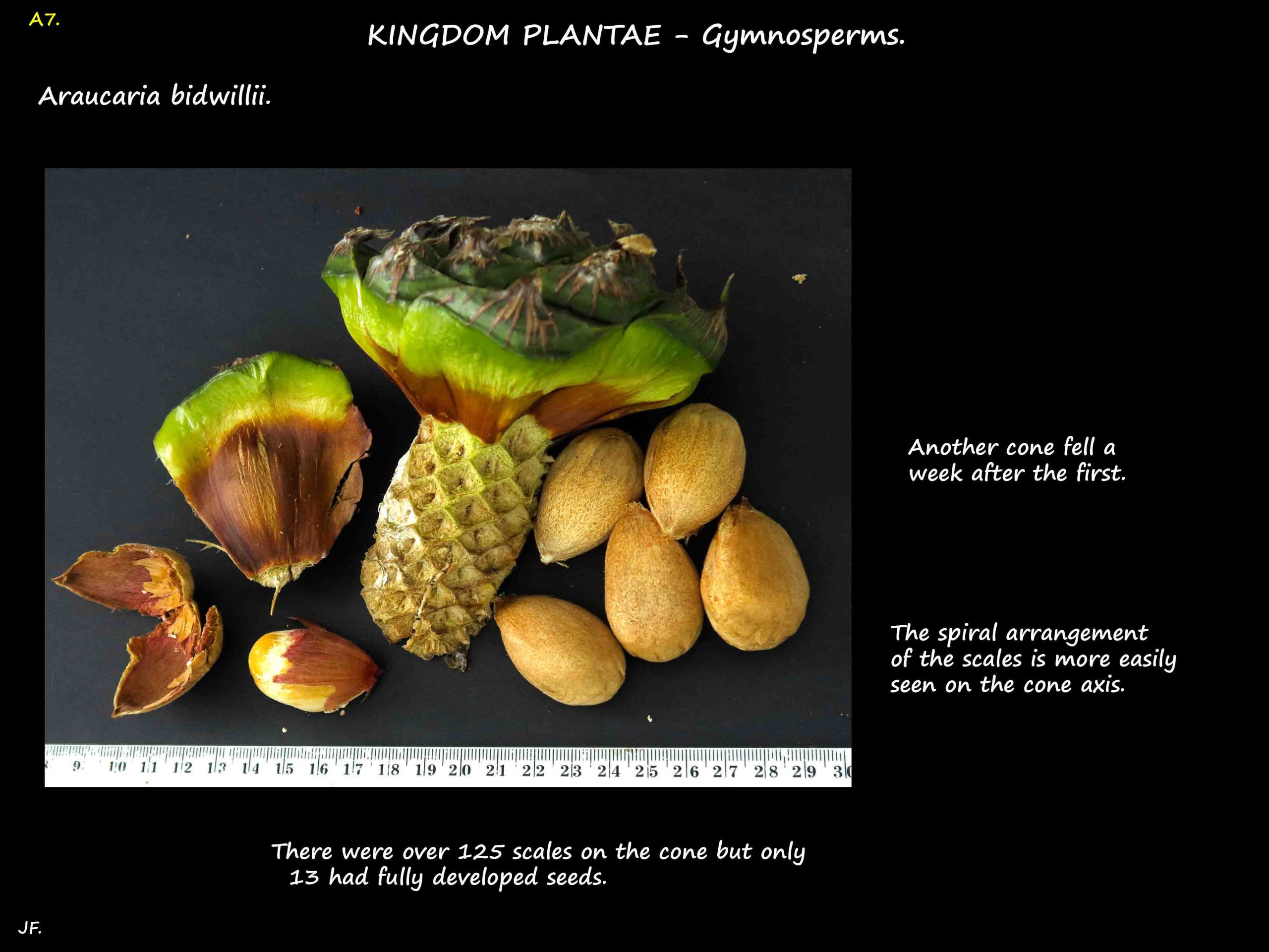 Araucaria bidwillii - Botany Brisbane