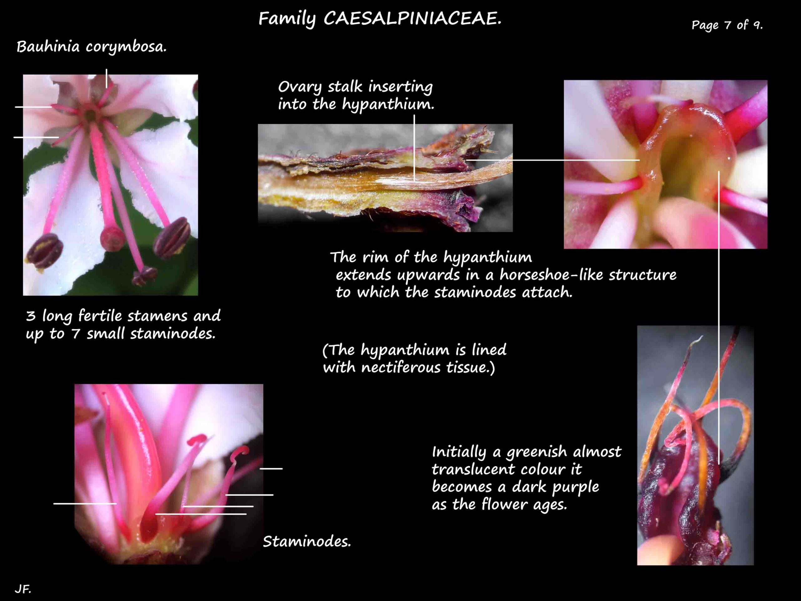 Bauhinia corymbosa - Botany Brisbane