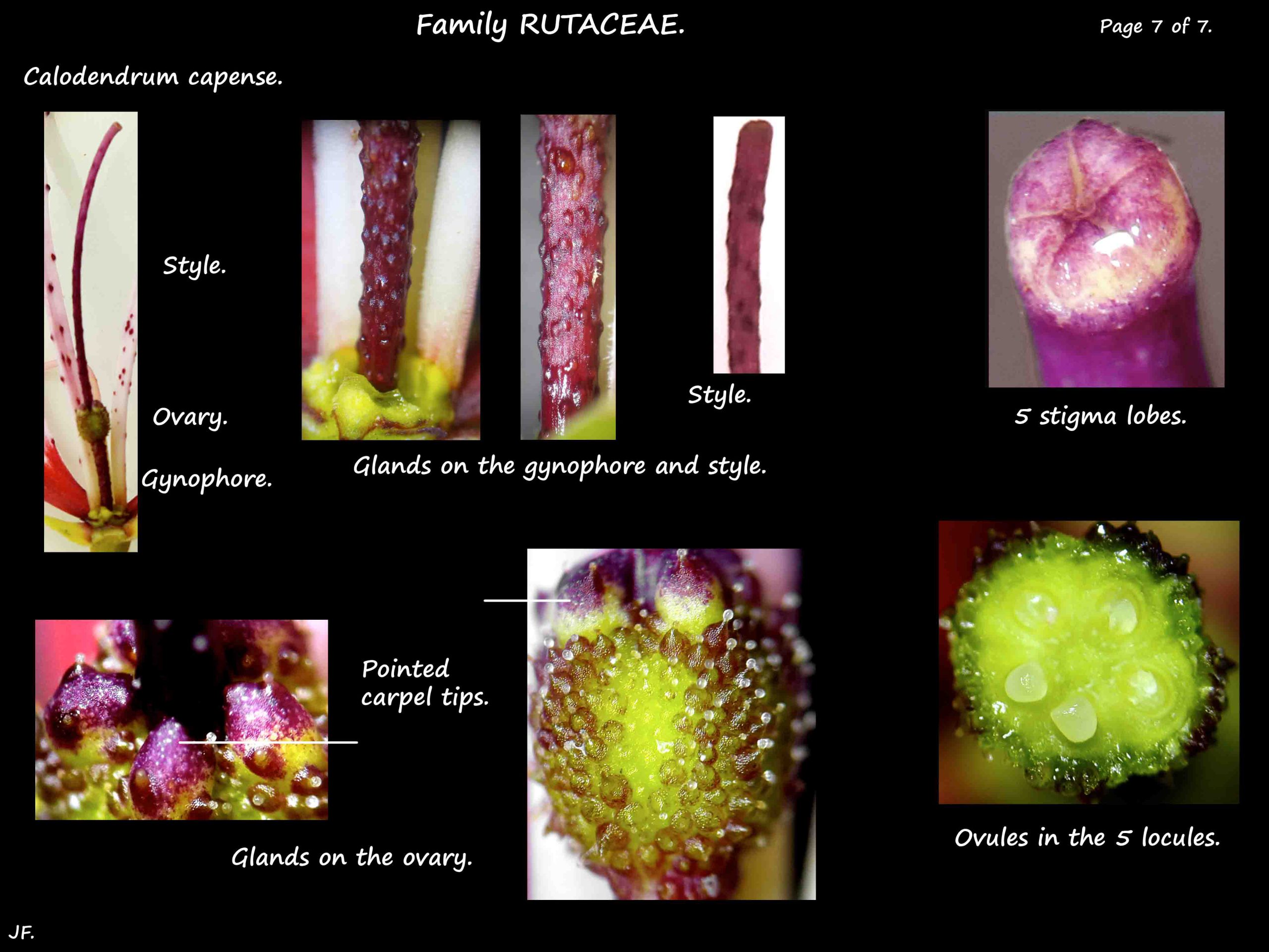Calodendrum capense - Botany Brisbane