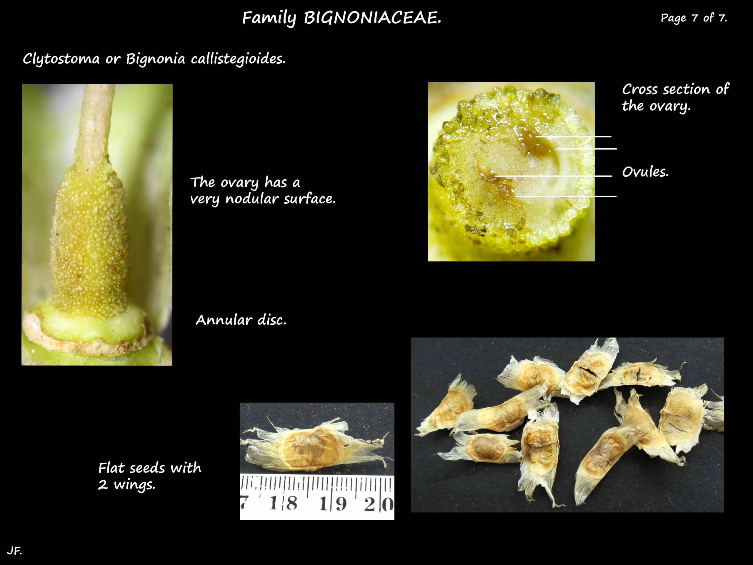 Clytostoma callistegioides - Botany Brisbane