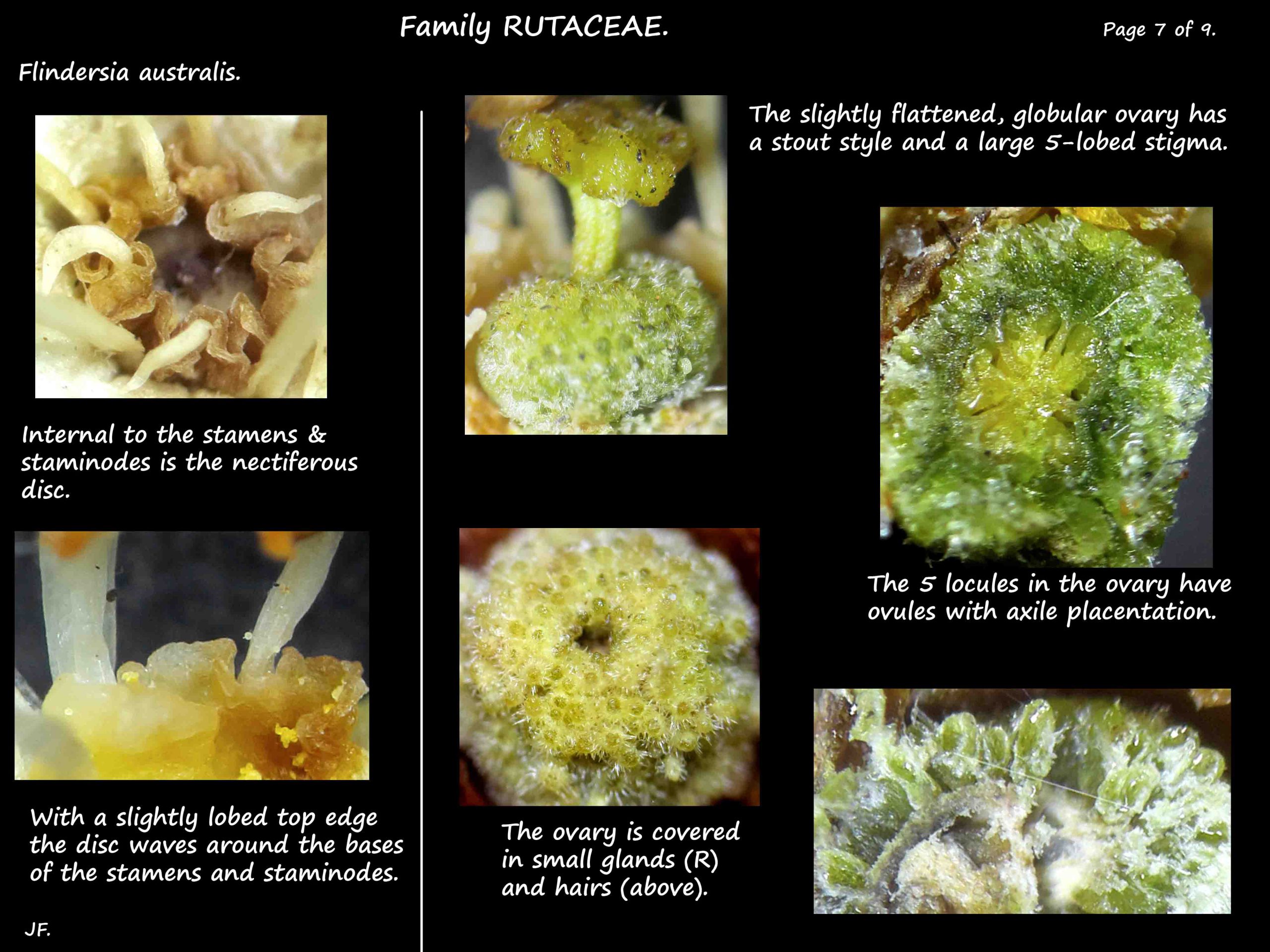 Flindersia australis - Botany Brisbane
