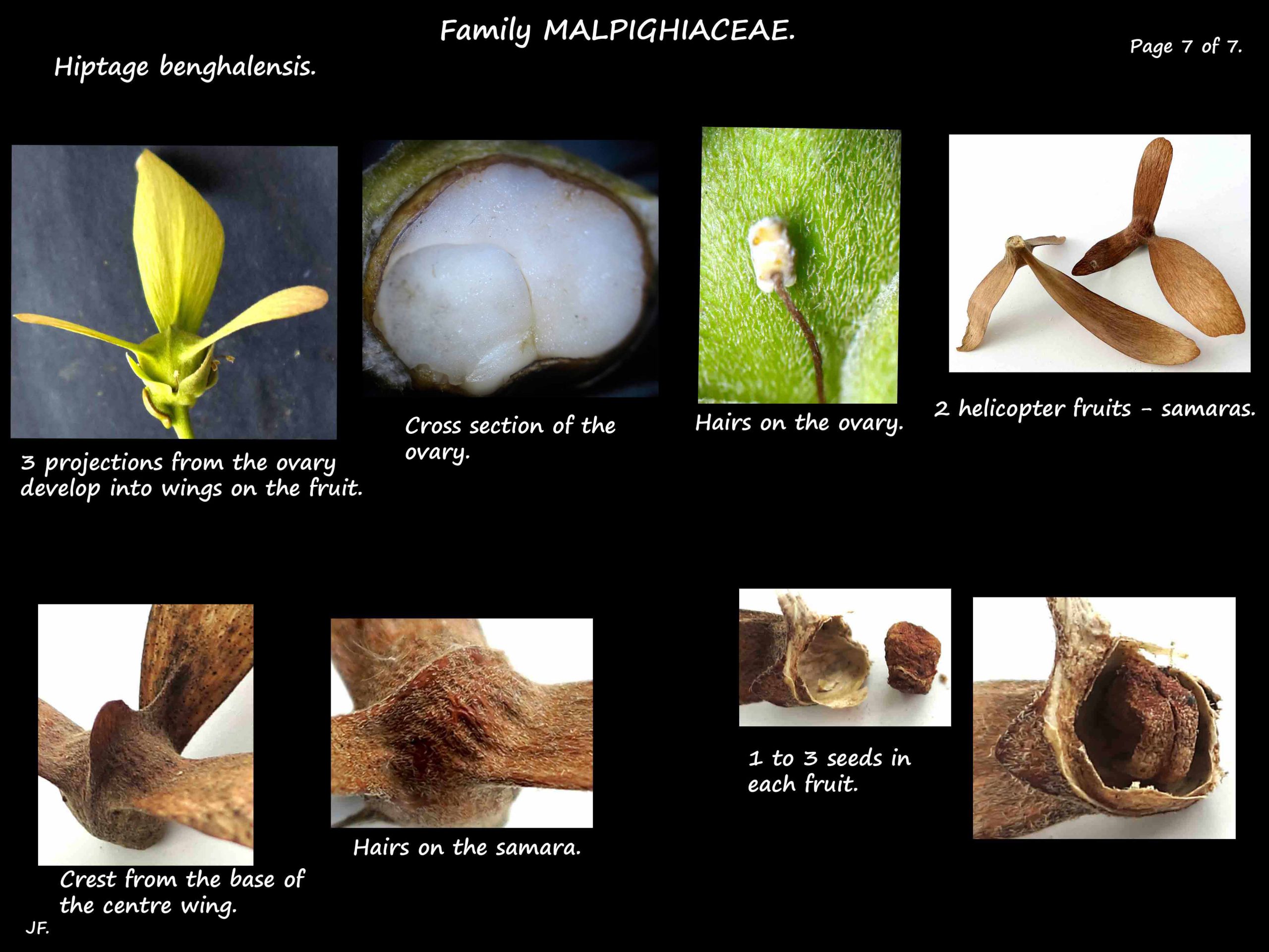 Hiptage benghalensis - Botany Brisbane