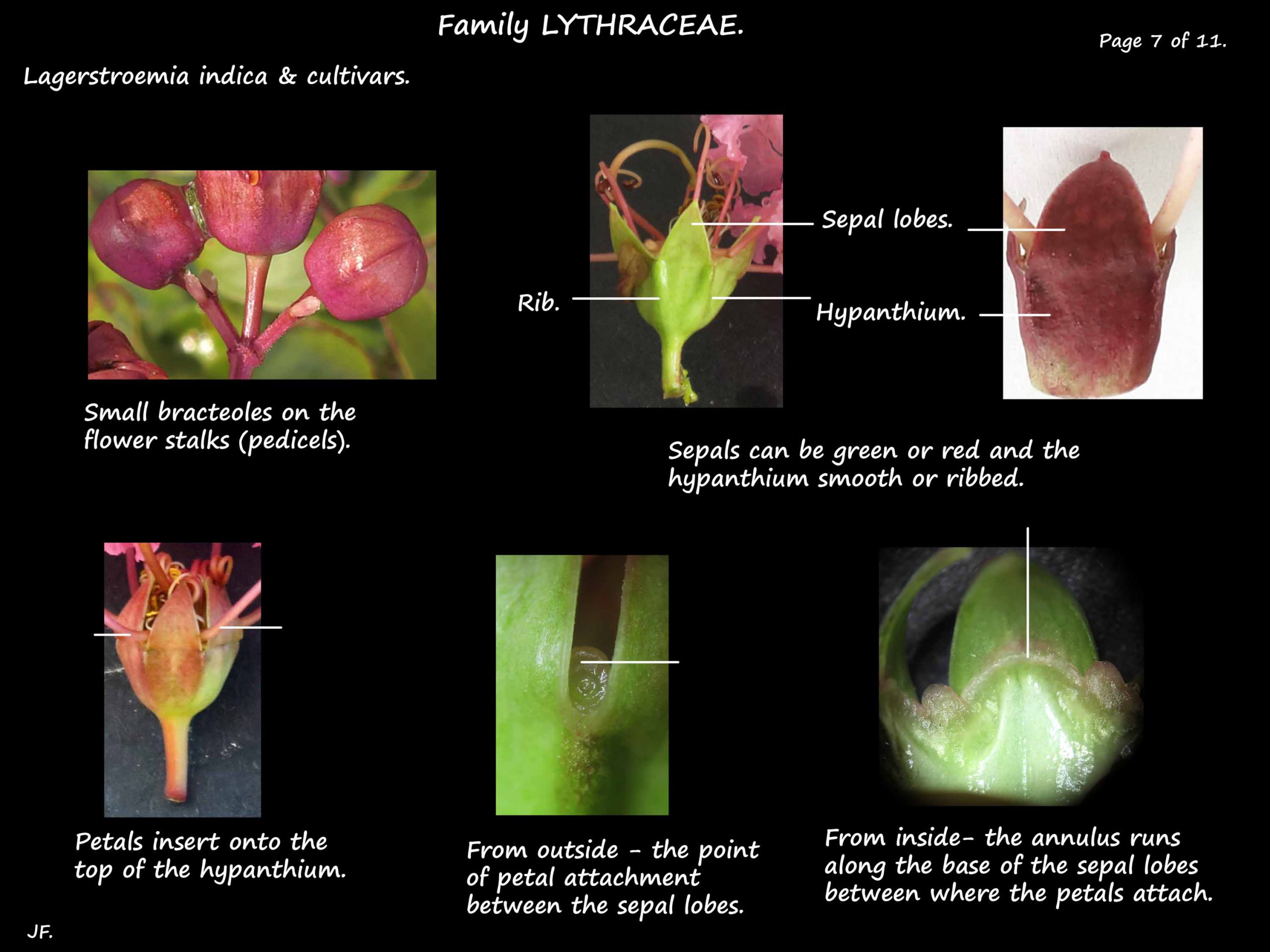 Lagerstroemia indica - Botany Brisbane