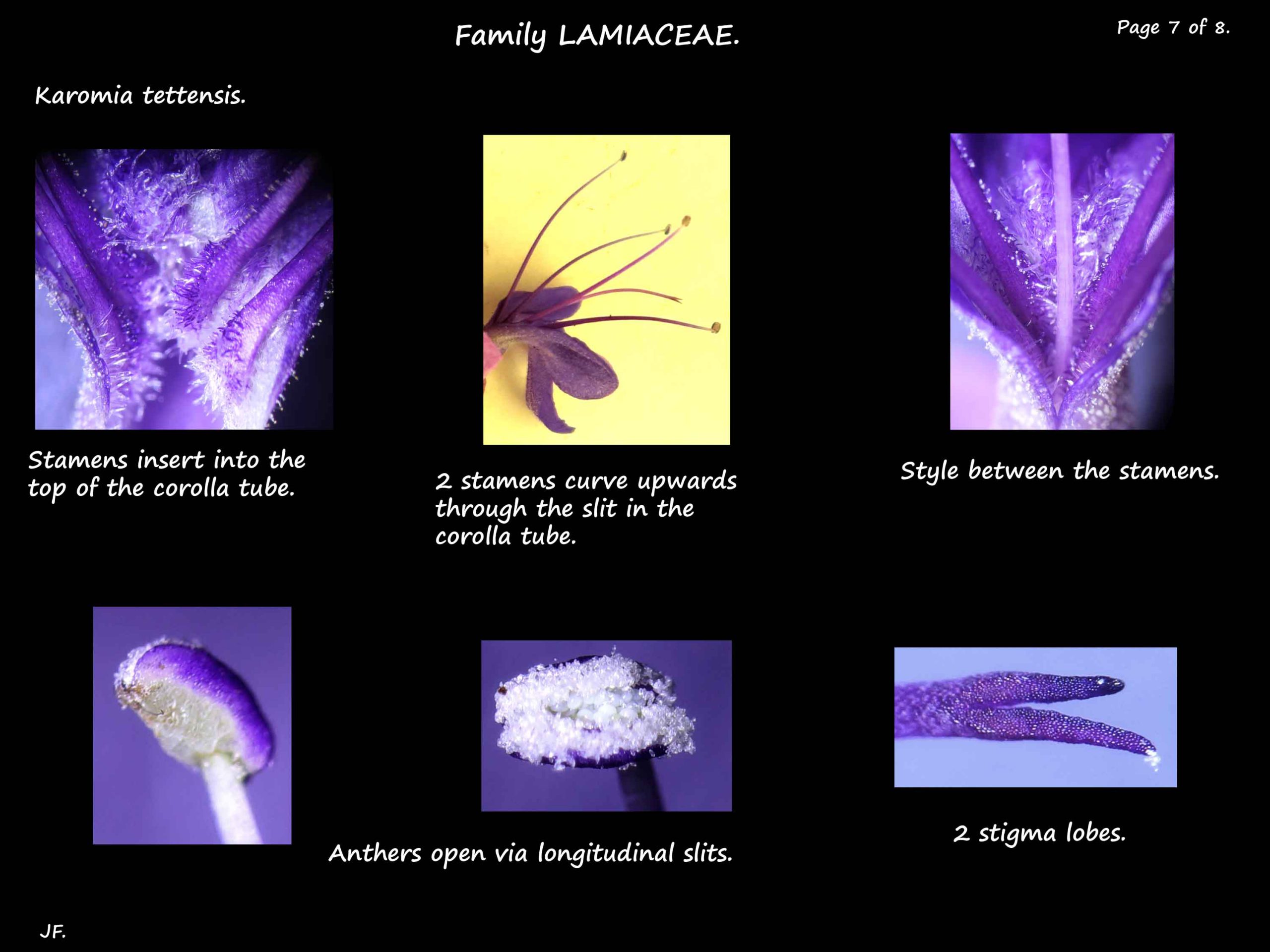 Karomia tettensis - Botany Brisbane