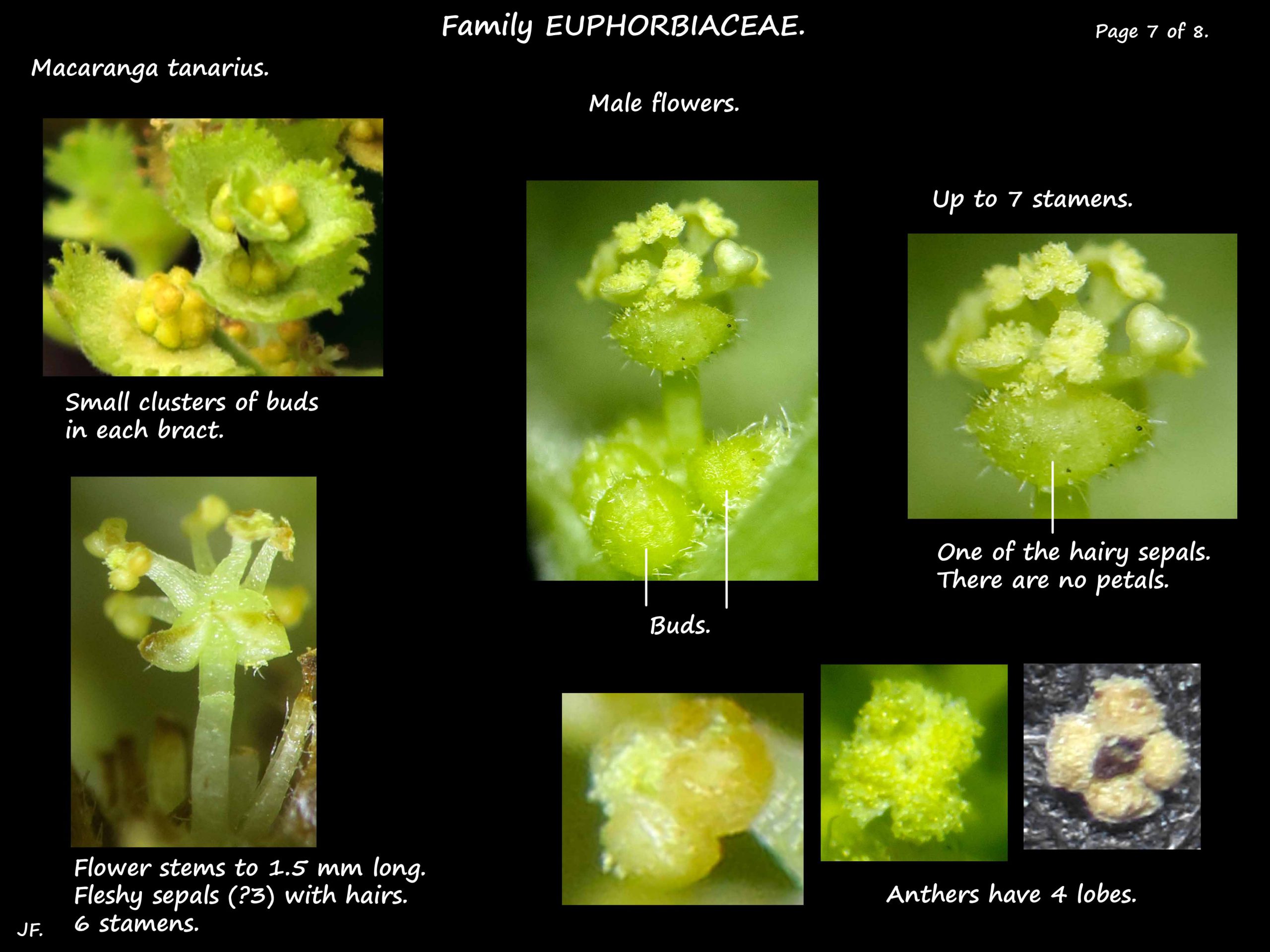 Macaranga tanarius - Botany Brisbane