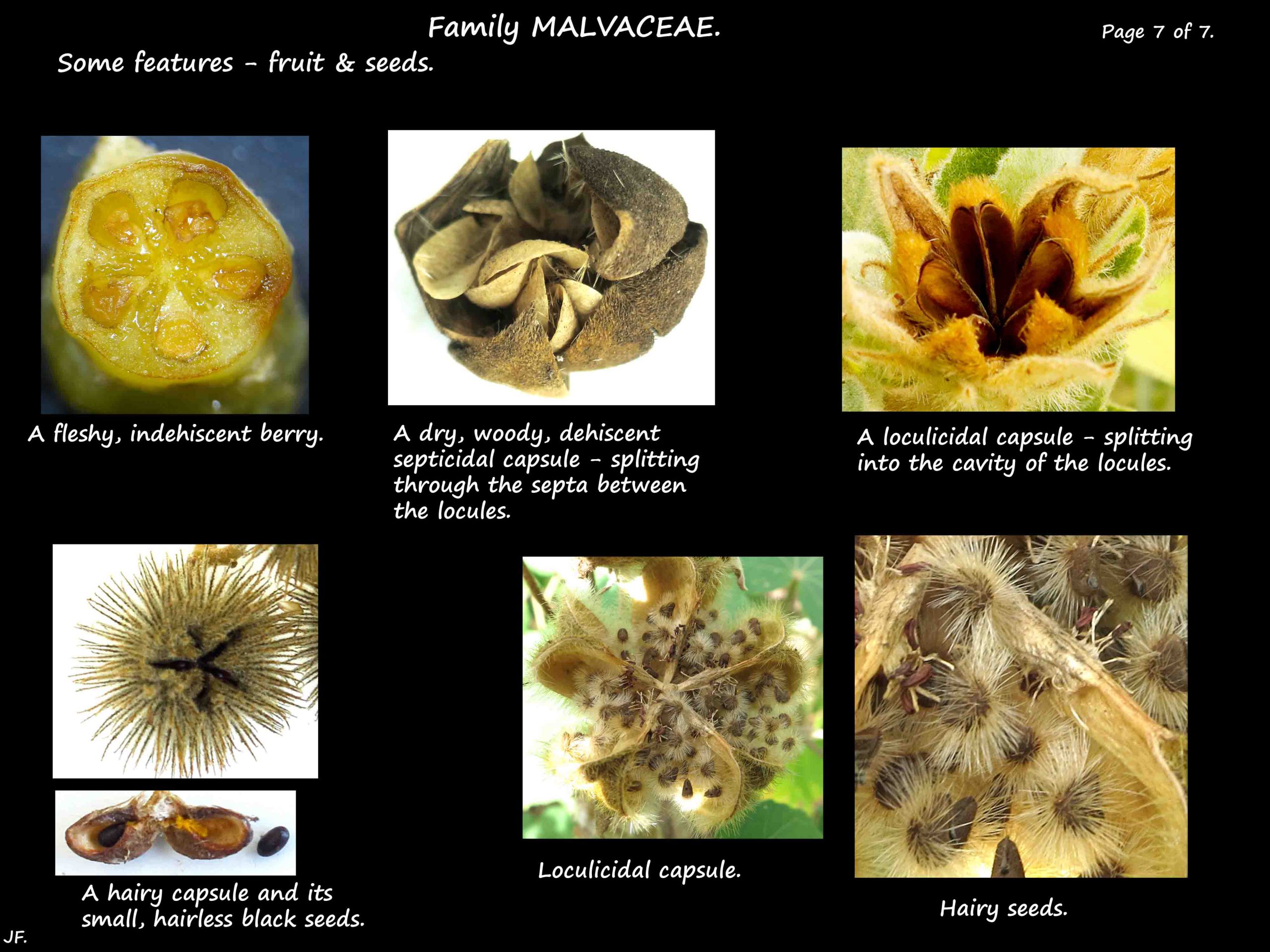 Malvaceae - Botany Brisbane