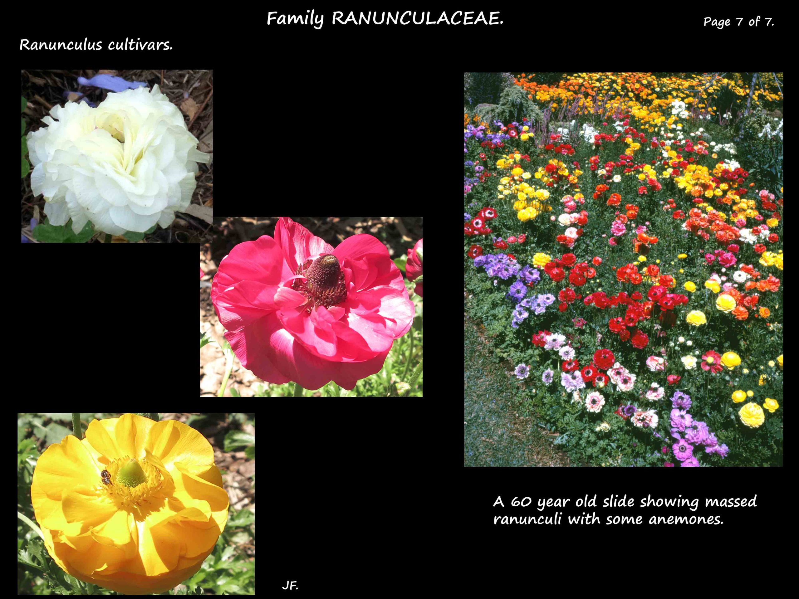 Ranunculus - Botany Brisbane