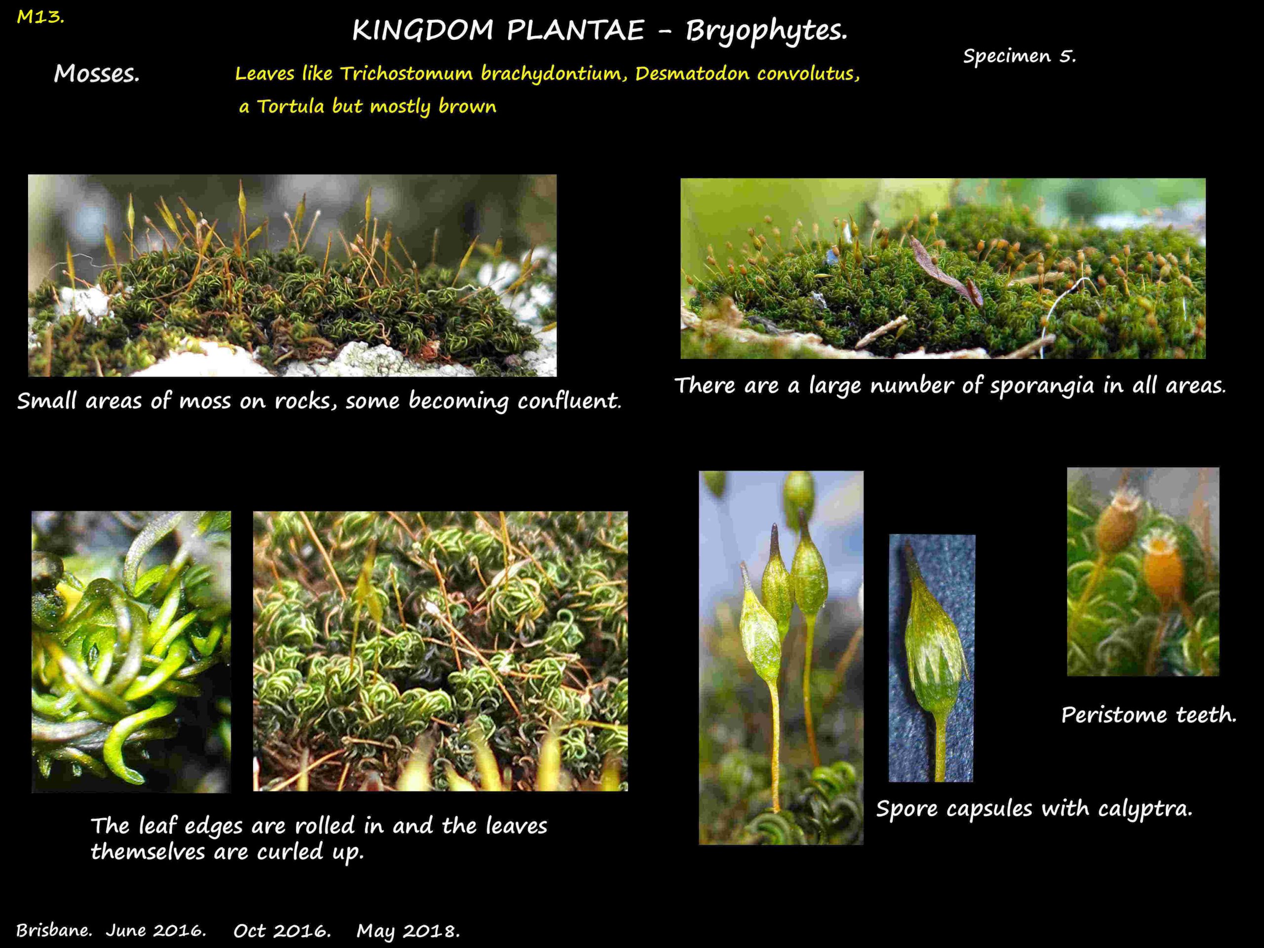 Mosses - Botany Brisbane
