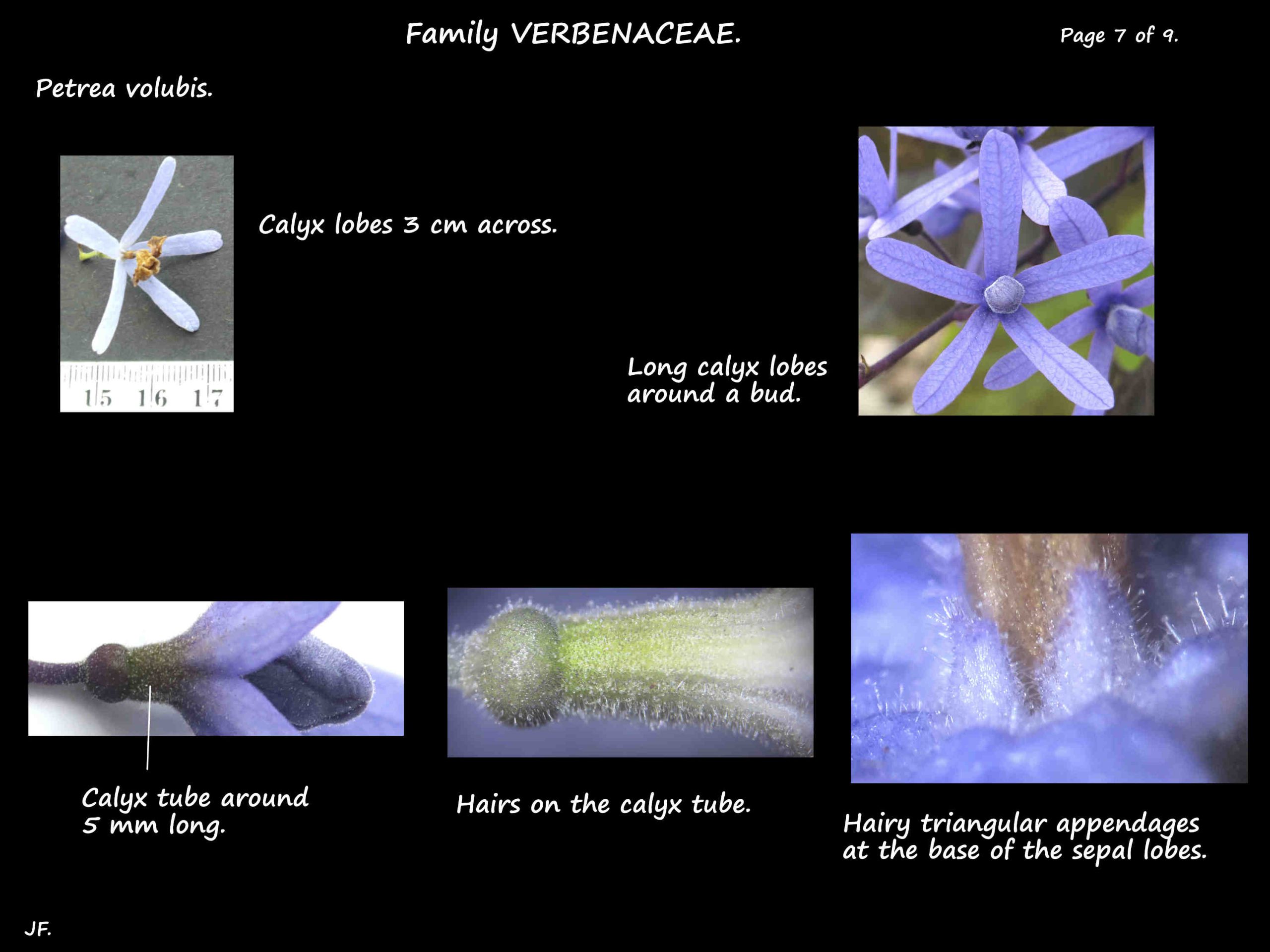 Petrea volubis - Botany Brisbane