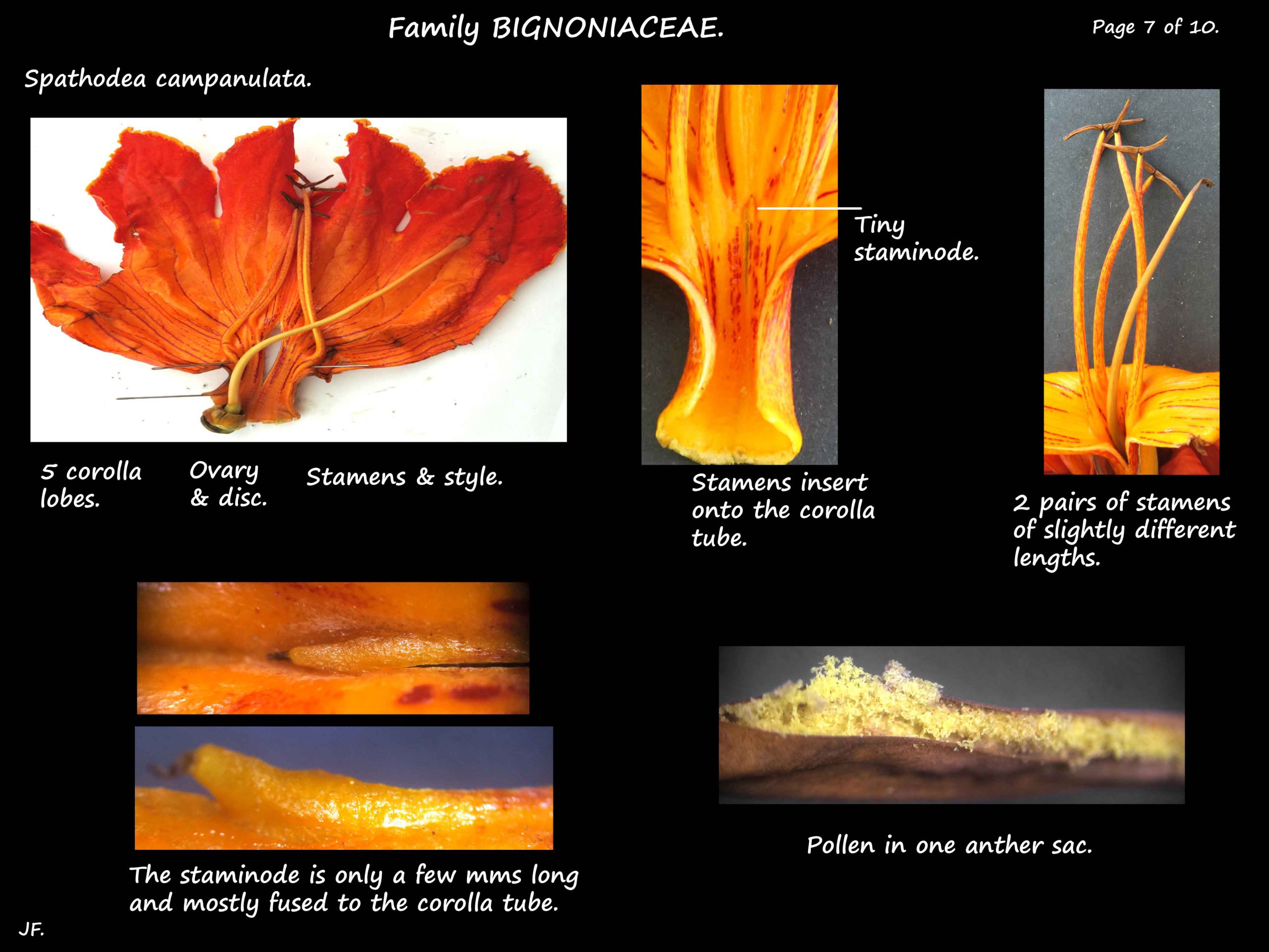 Spathodea campanulata - Botany Brisbane