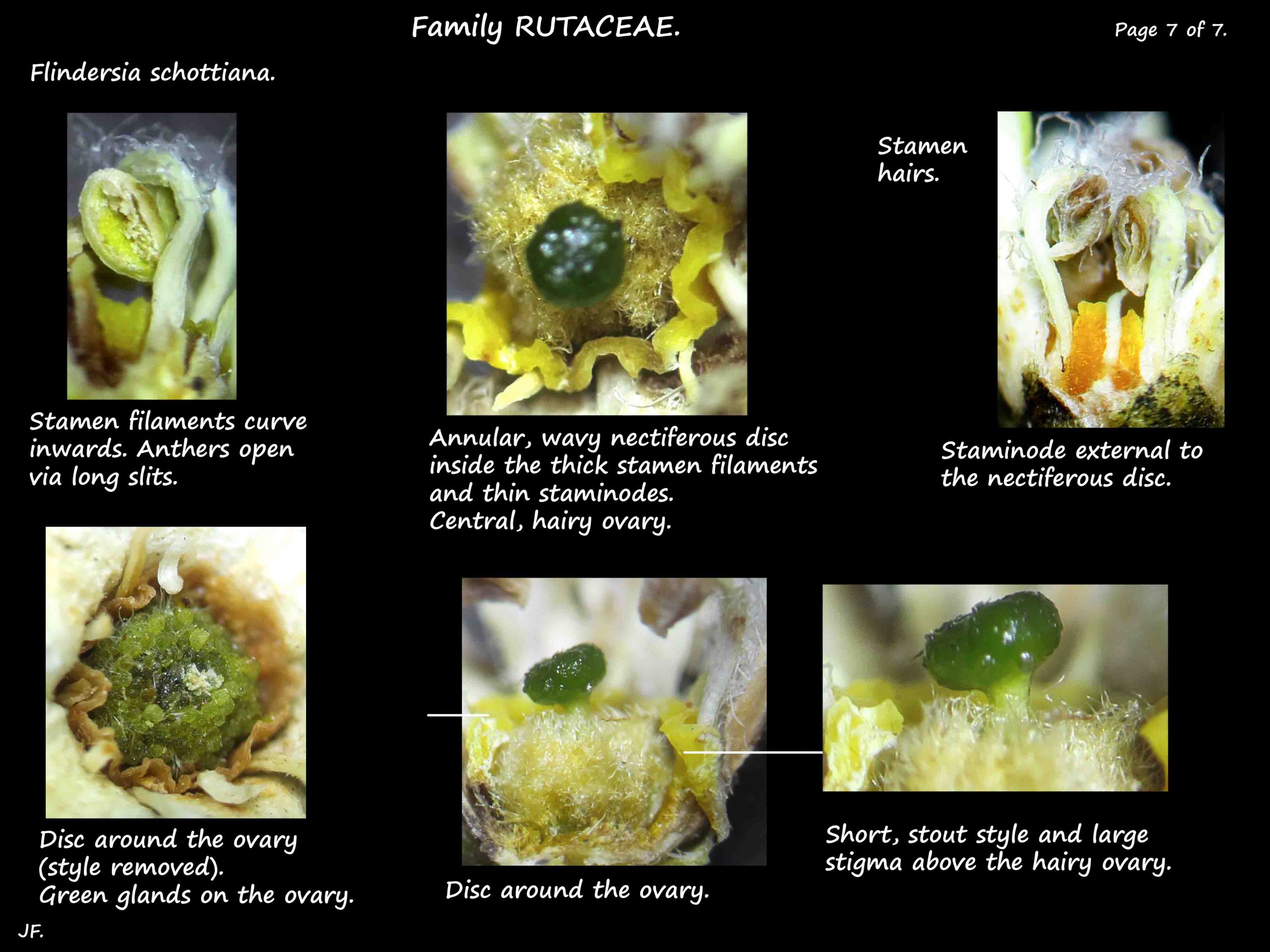 Flindersia schottiana - Botany Brisbane