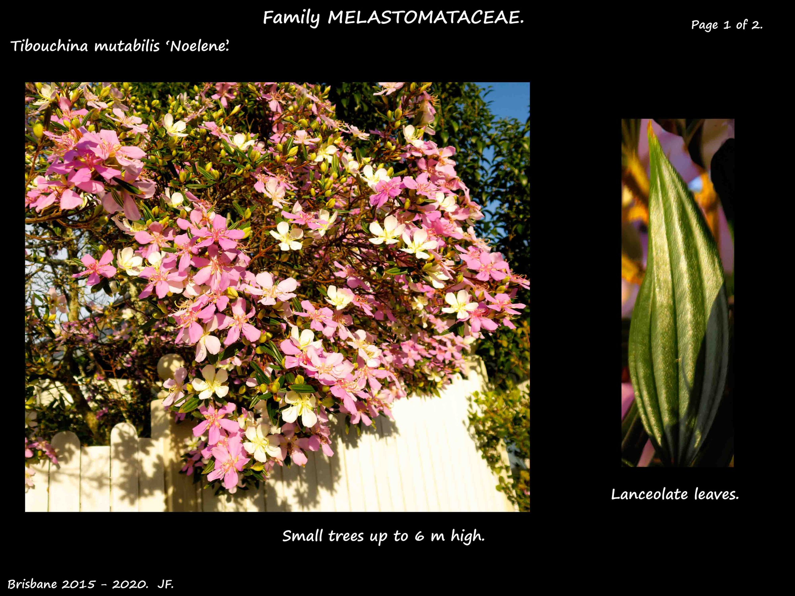 Tibouchina various cultivars - Botany Brisbane