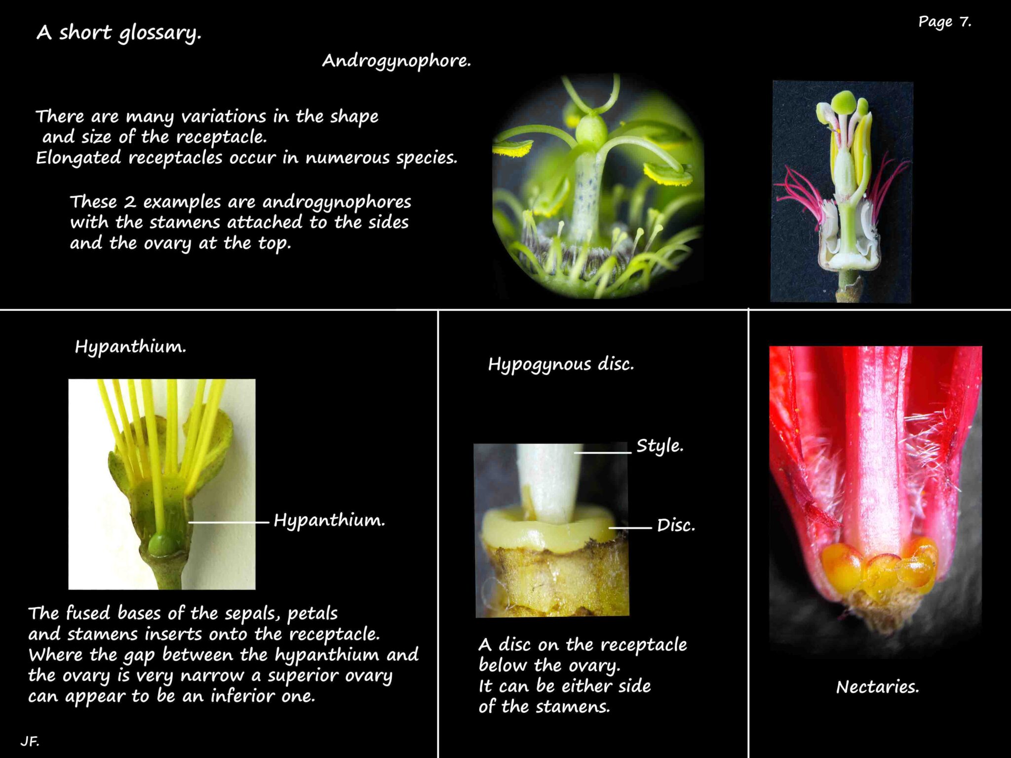 A short plant glossary - Botany Brisbane