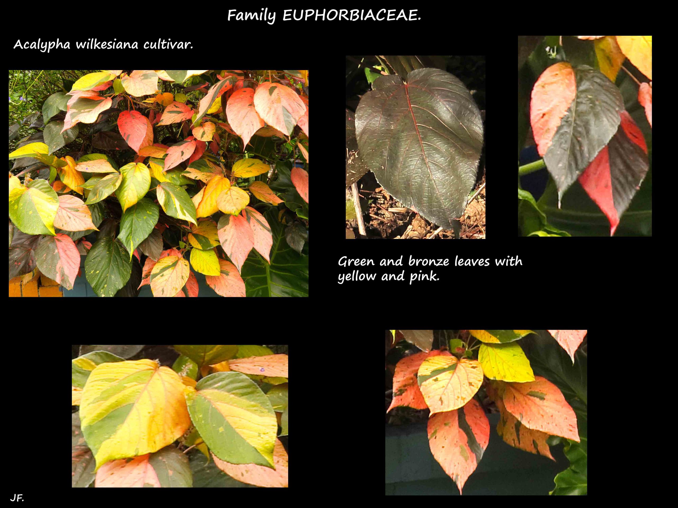 Acalypha wilkesiana - Botany Brisbane