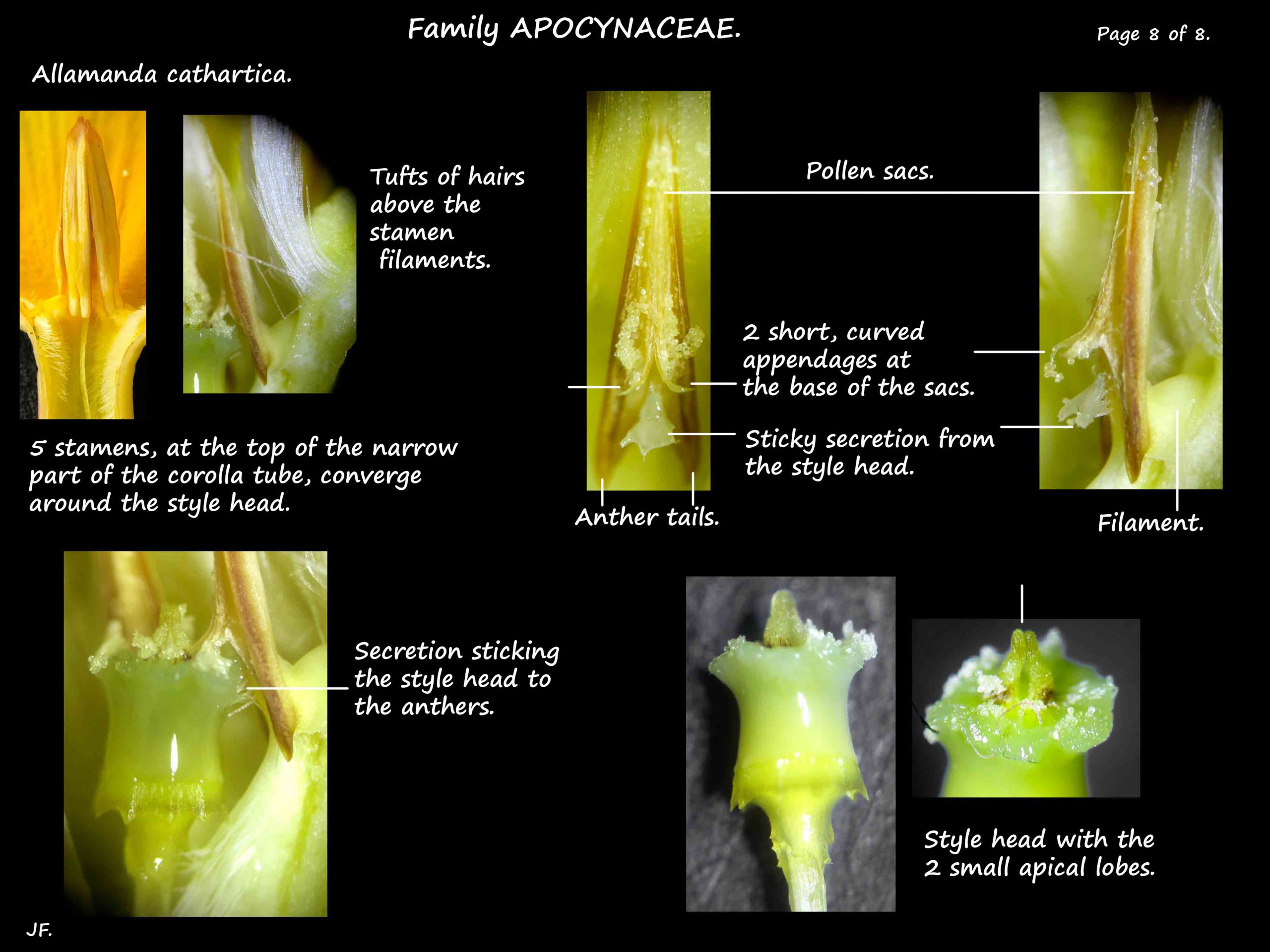 Allamanda cathartica - Botany Brisbane