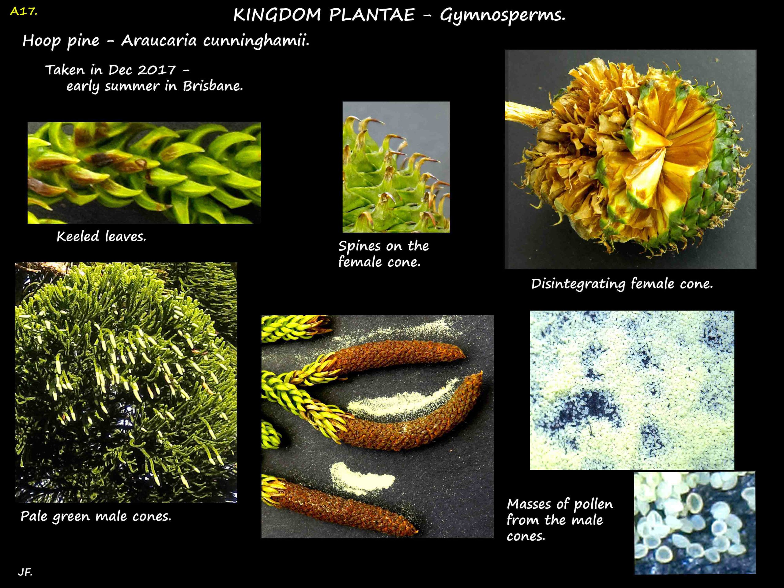 Araucaria cunninghamii - Botany Brisbane