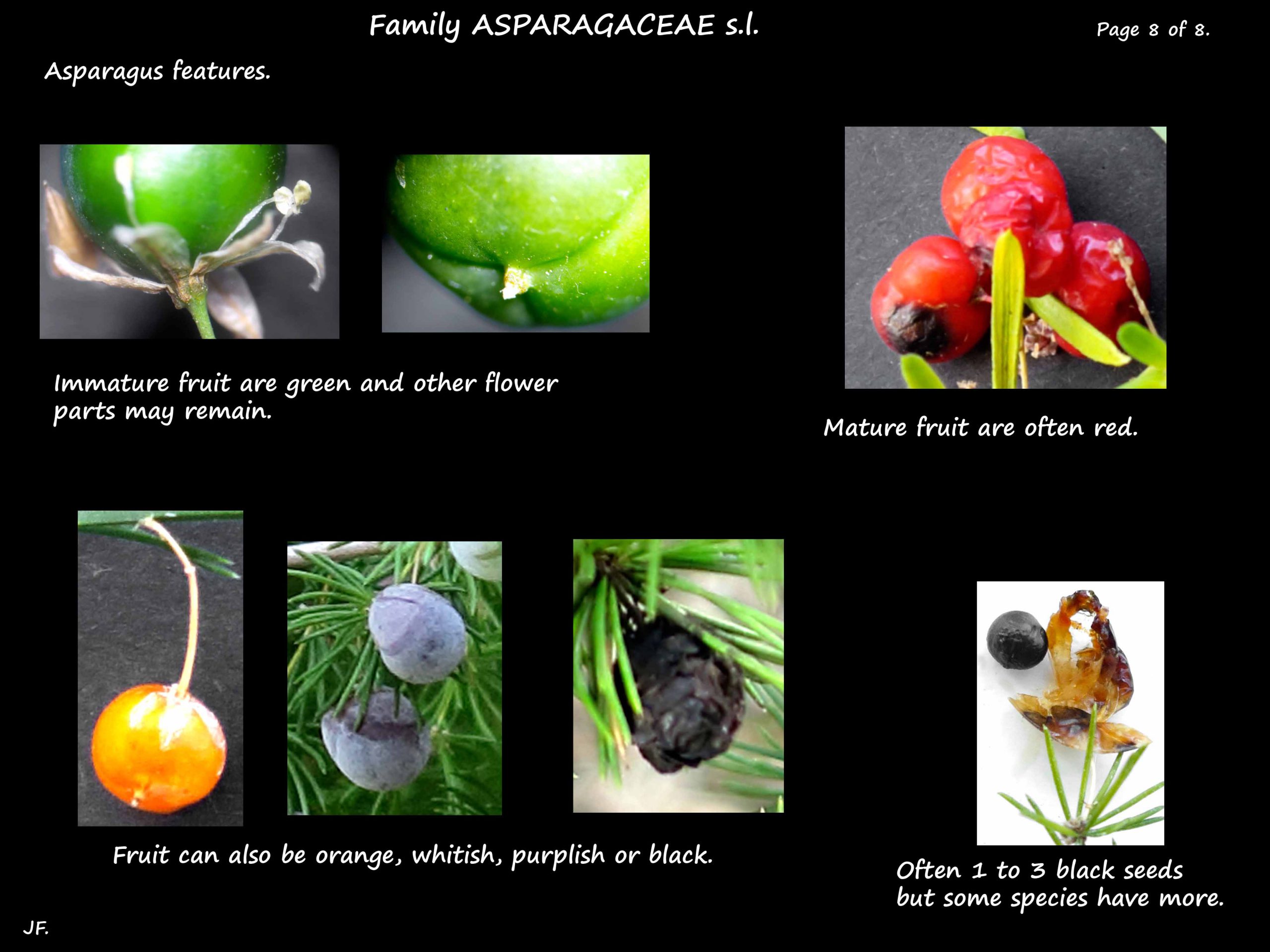 Asparagus - Botany Brisbane