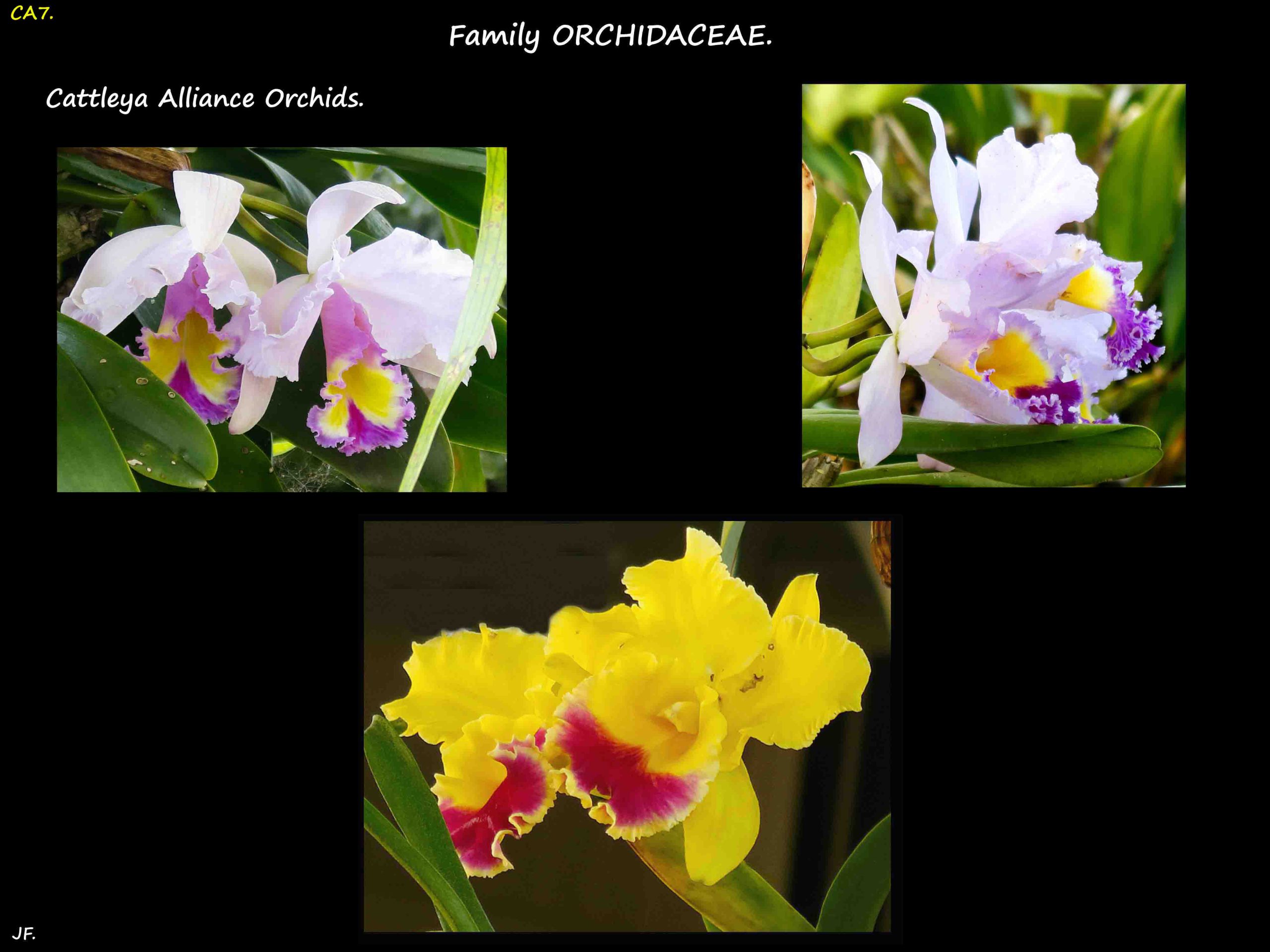 Cattleya & Laelia - Botany Brisbane
