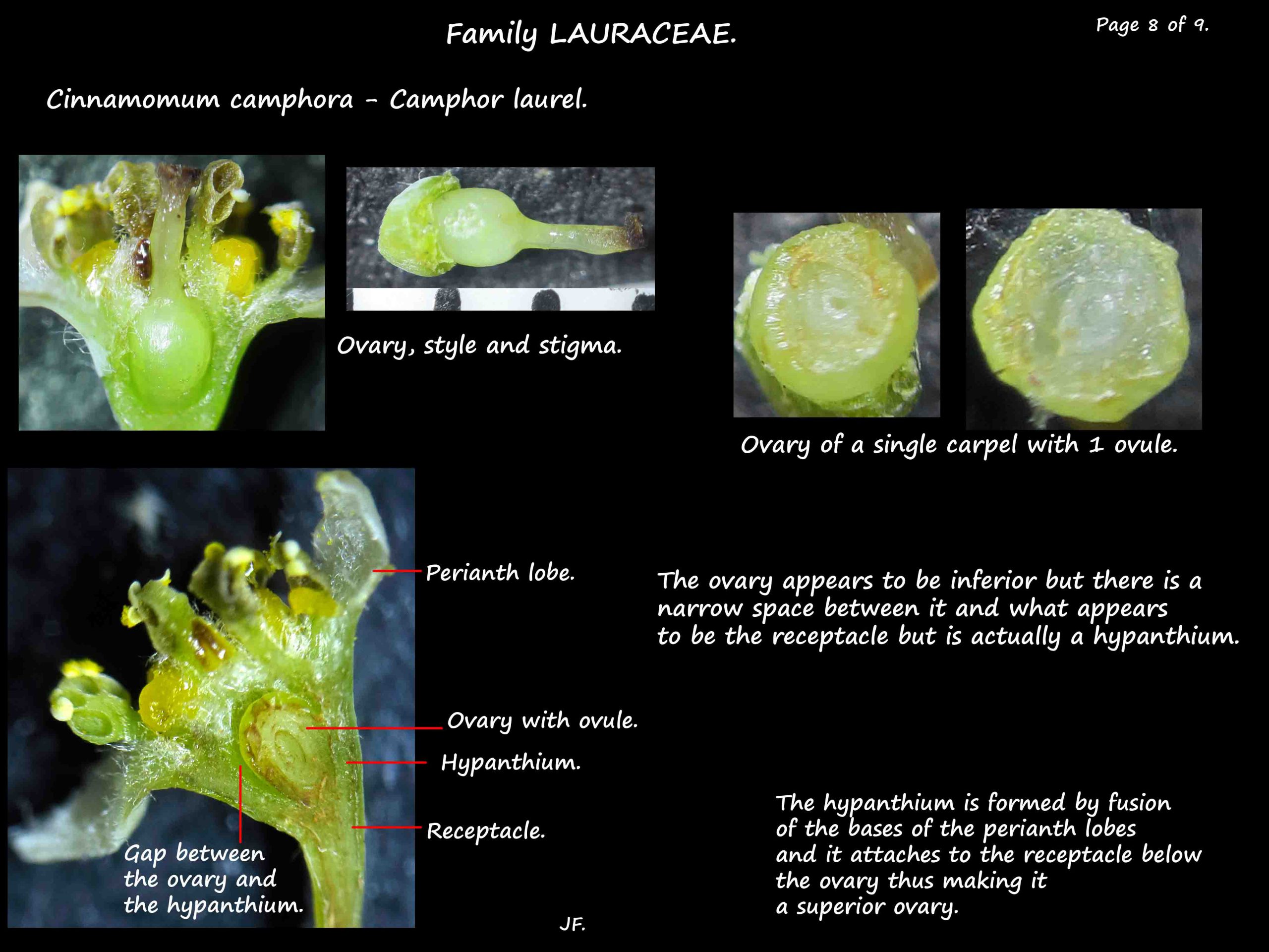 Cinnamomum camphora - Botany Brisbane