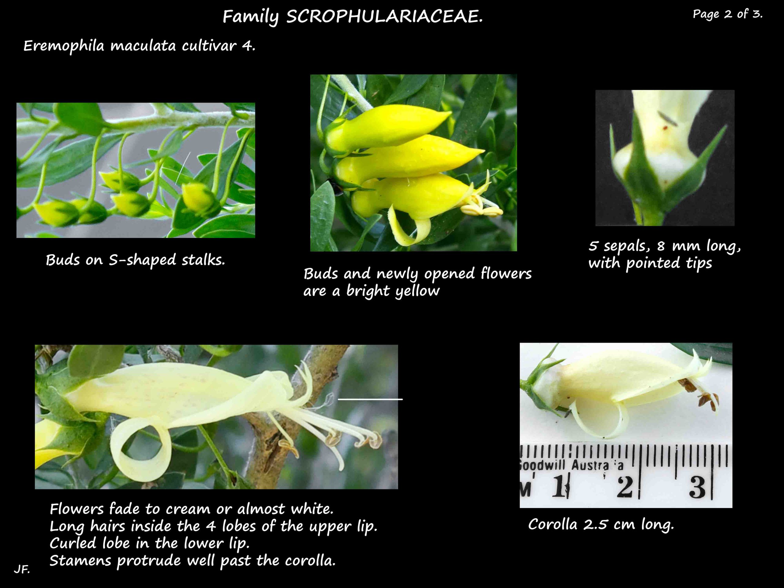 Eremophila maculata cultivars - Botany Brisbane