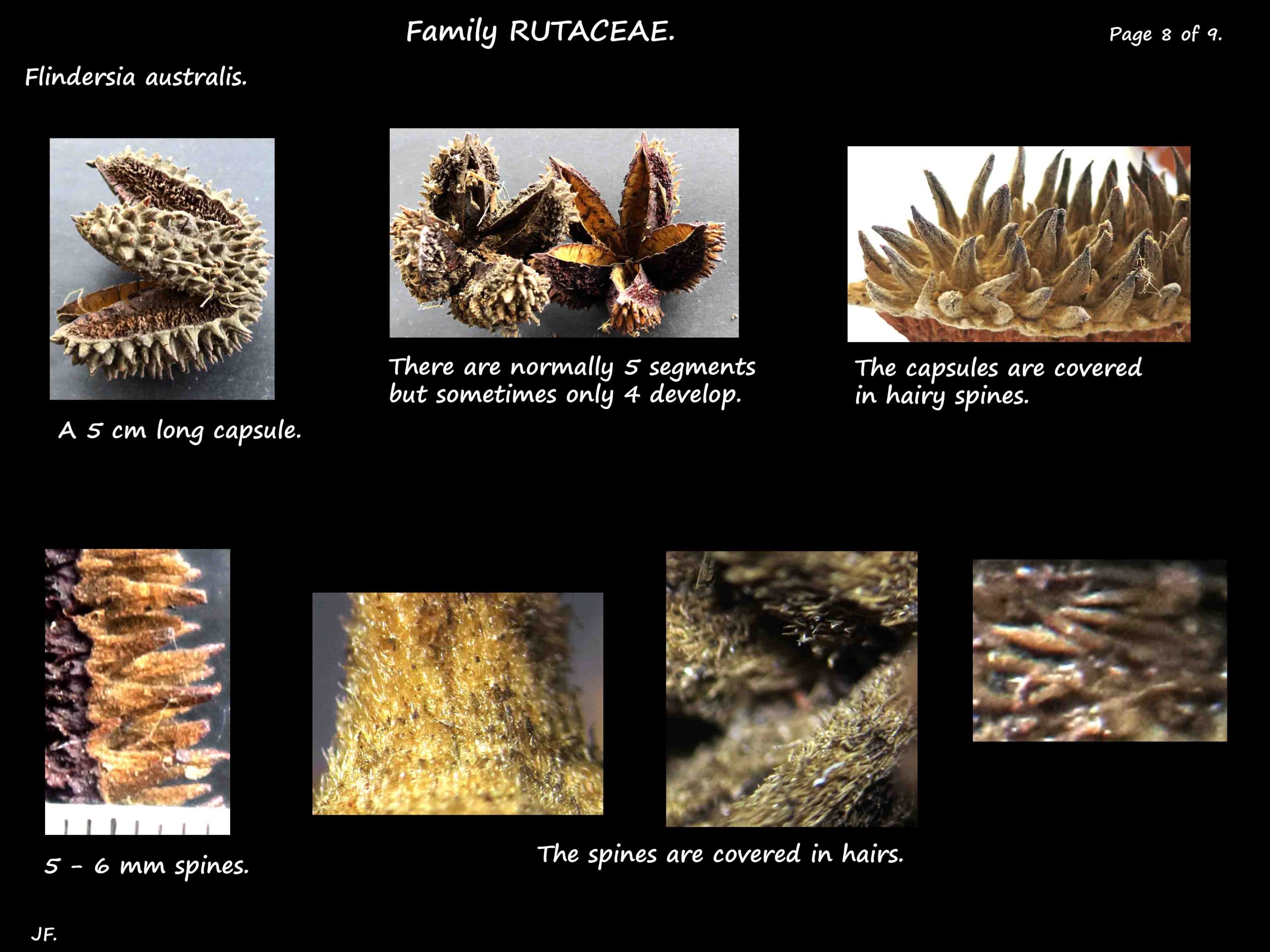 Flindersia australis - Botany Brisbane