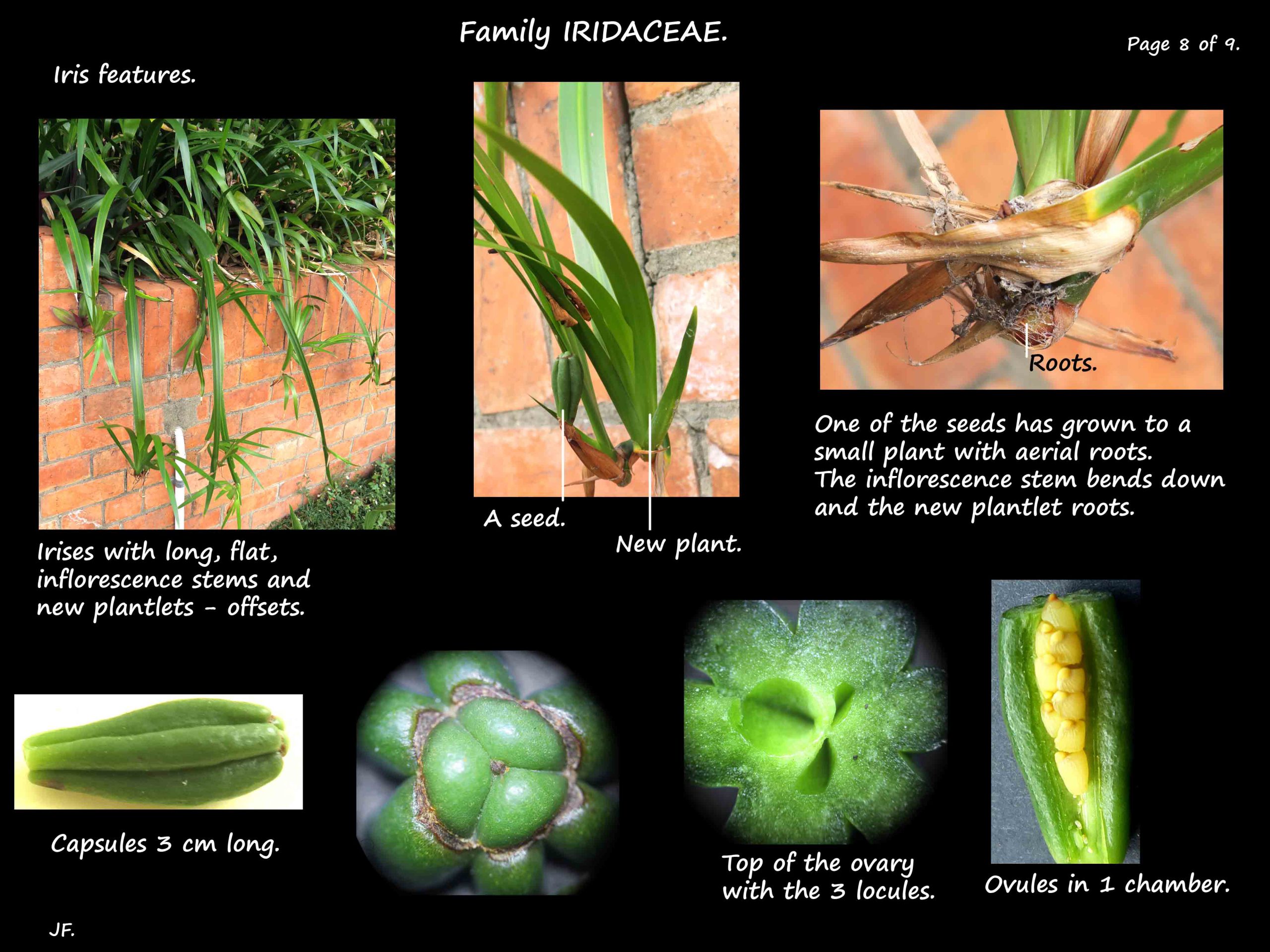 Iris - Botany Brisbane