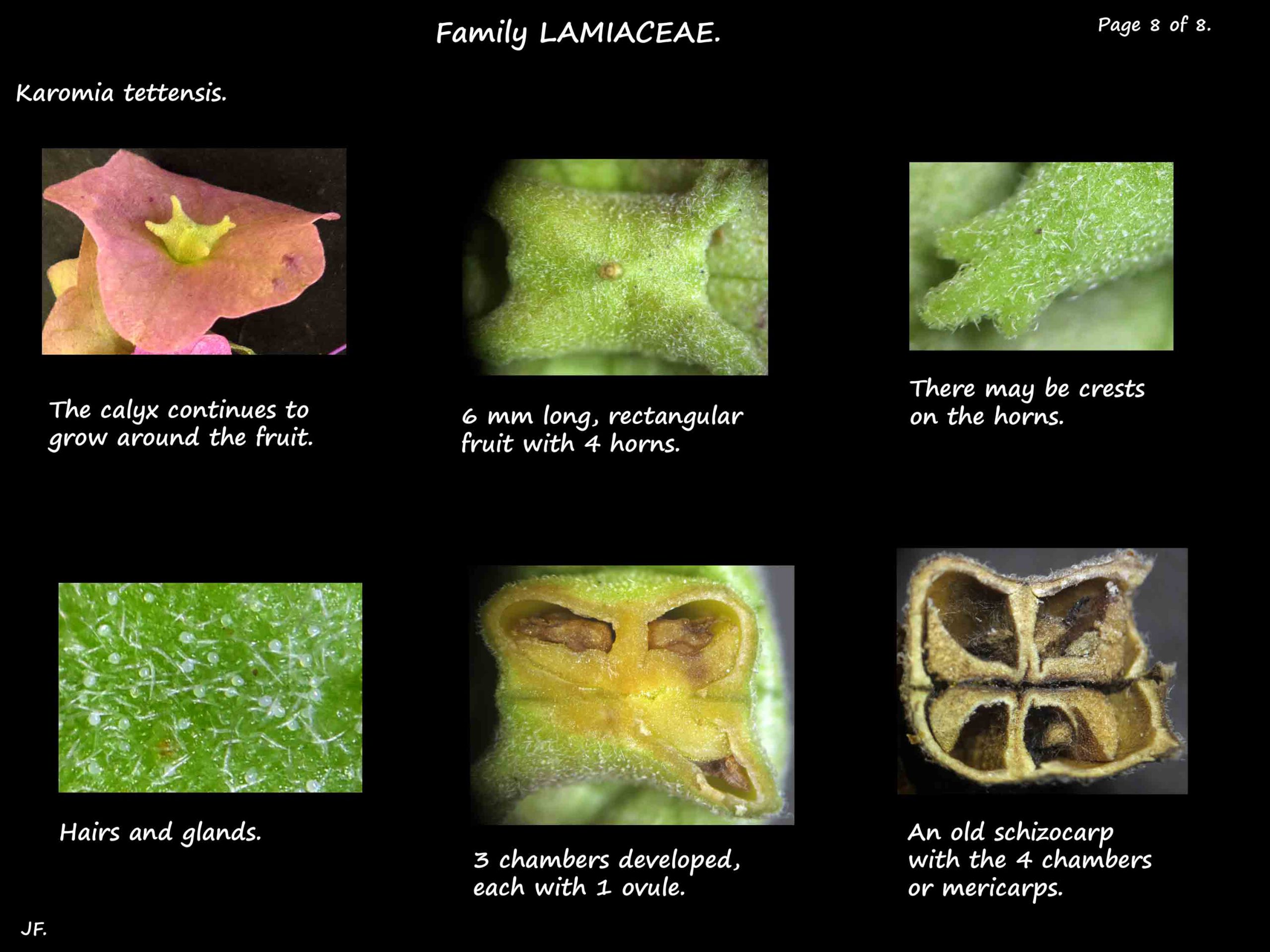 Karomia tettensis - Botany Brisbane