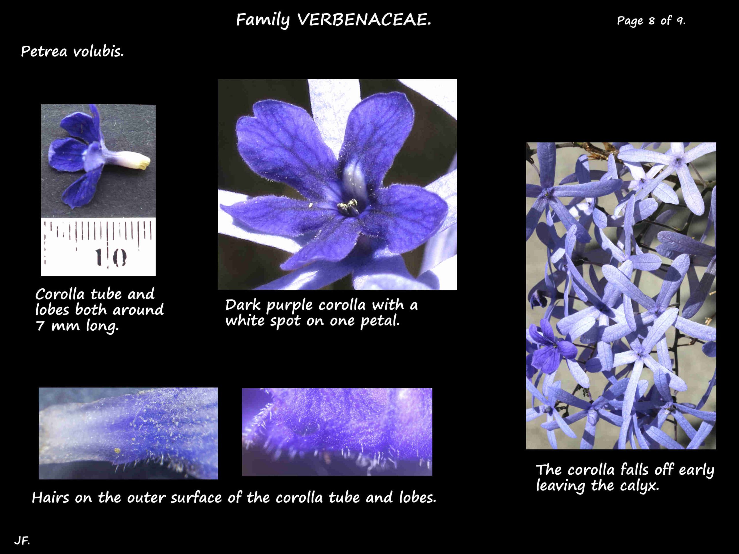 Petrea volubis - Botany Brisbane
