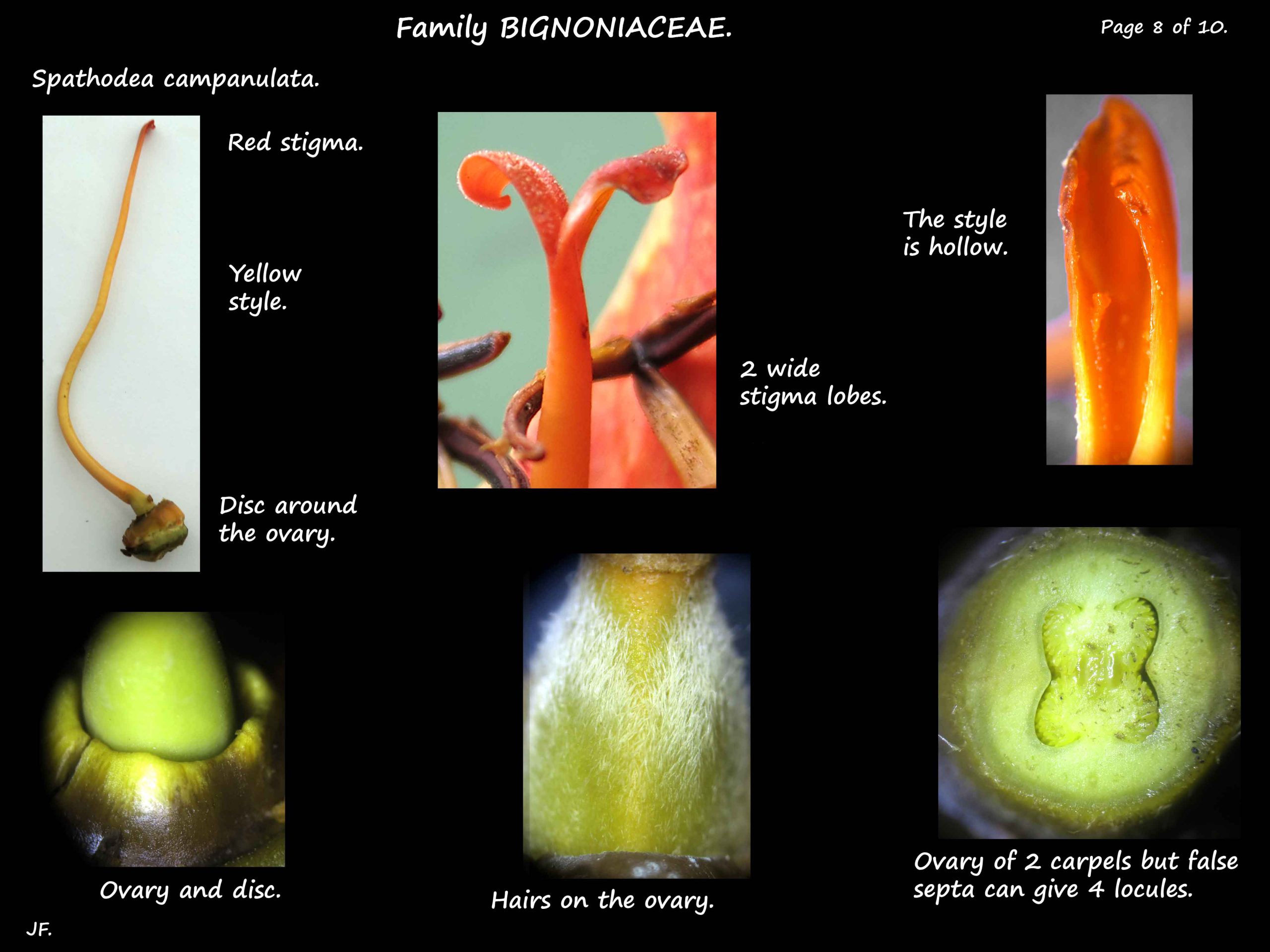 Spathodea campanulata - Botany Brisbane